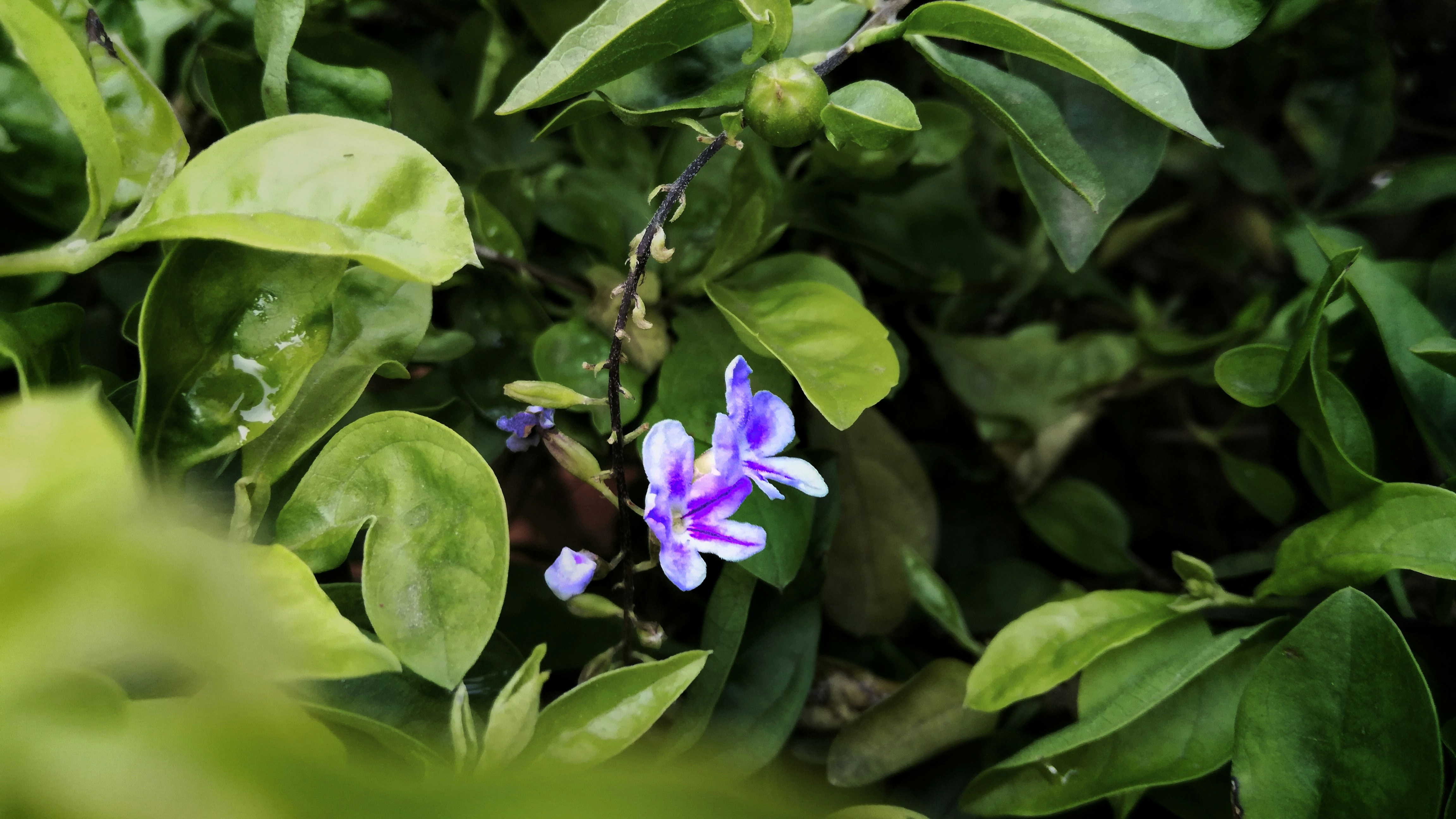 Close-up photograph of a lone violet bloom nestled among glossy emerald leaves.
