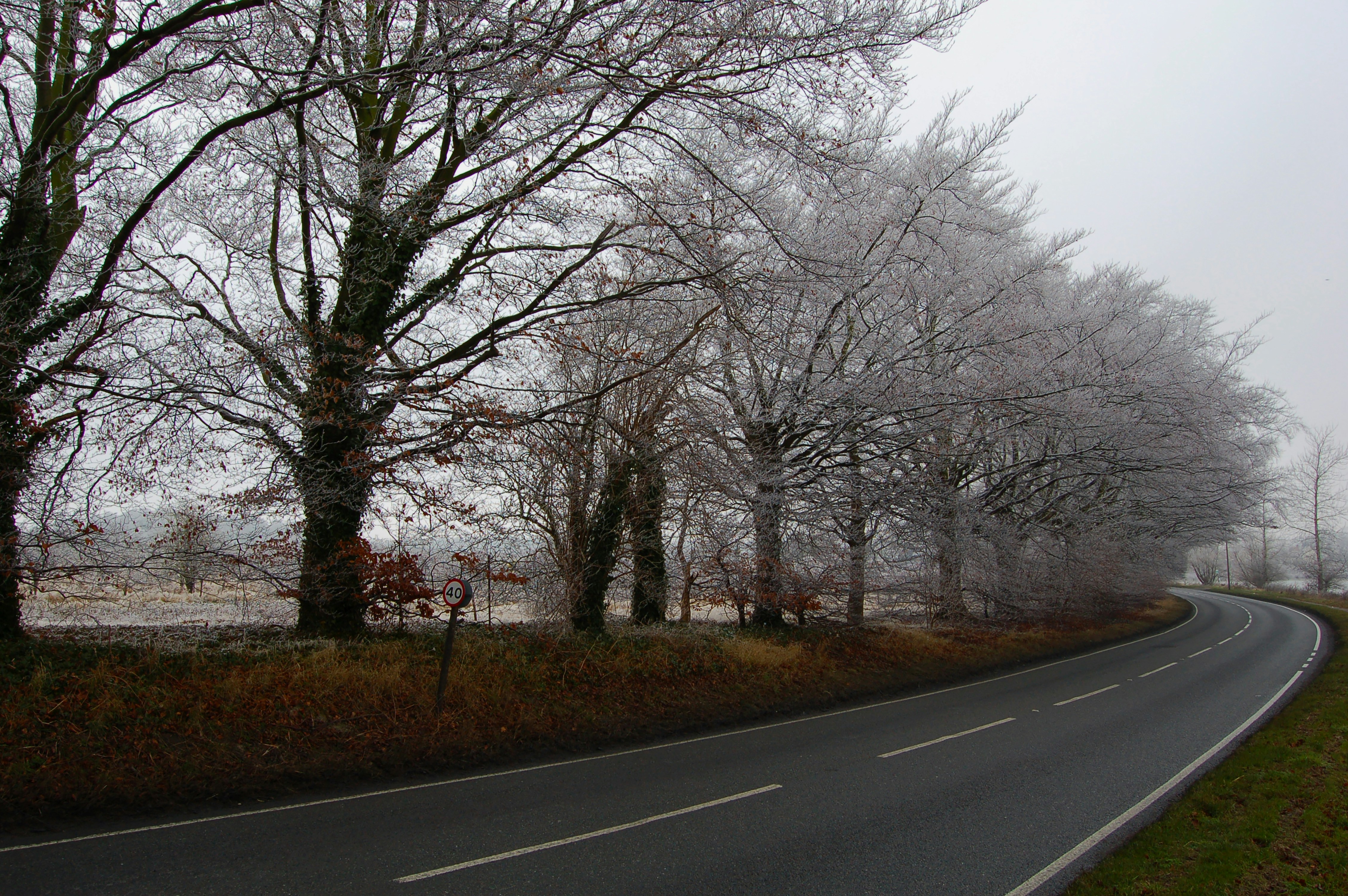 Frost-Kissed Curve: A Winter Road Through Silent Trees