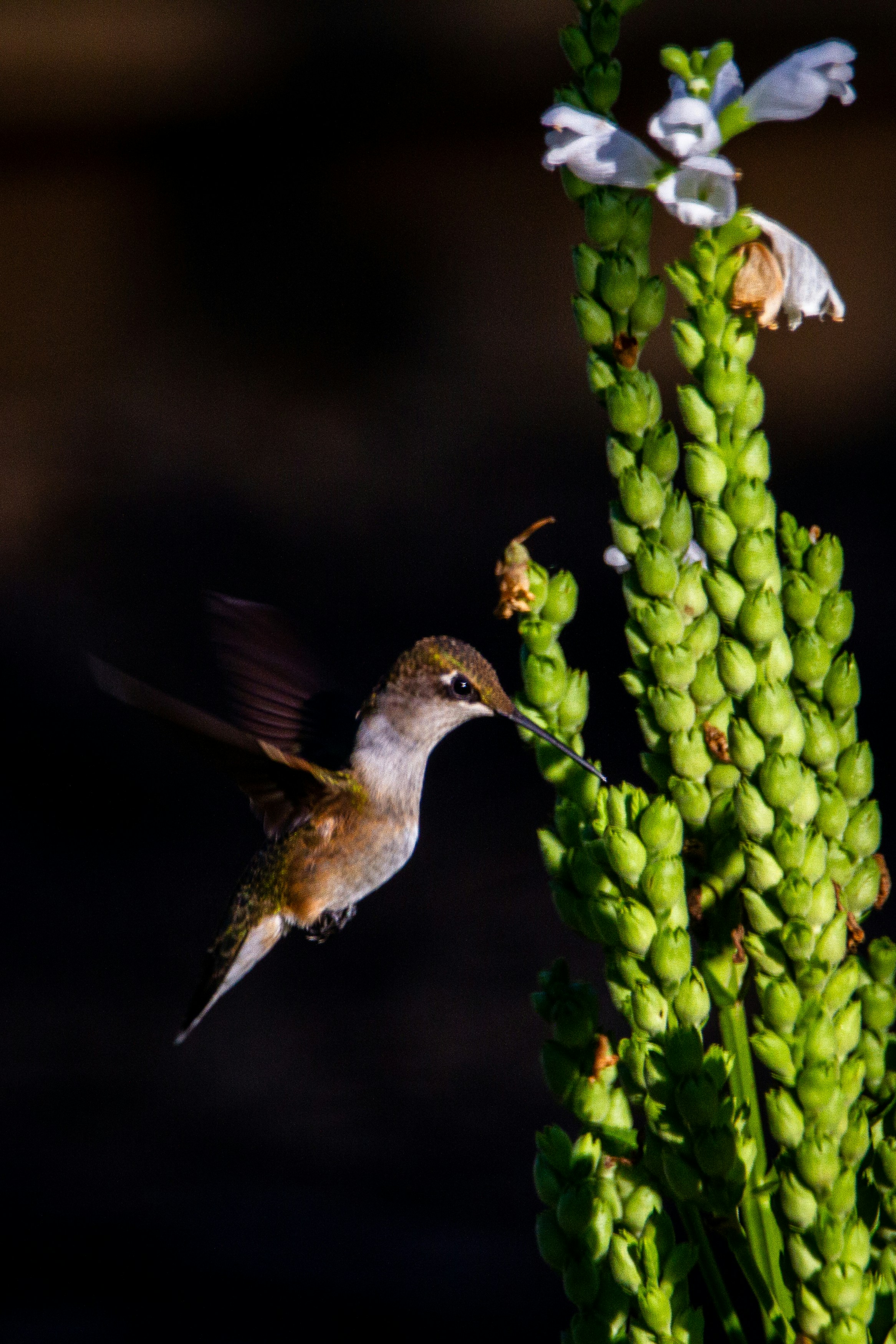 A hummingbird hovers delicately near a cluster of green buds, showcasing its vibrant plumage against a softly blurred background.