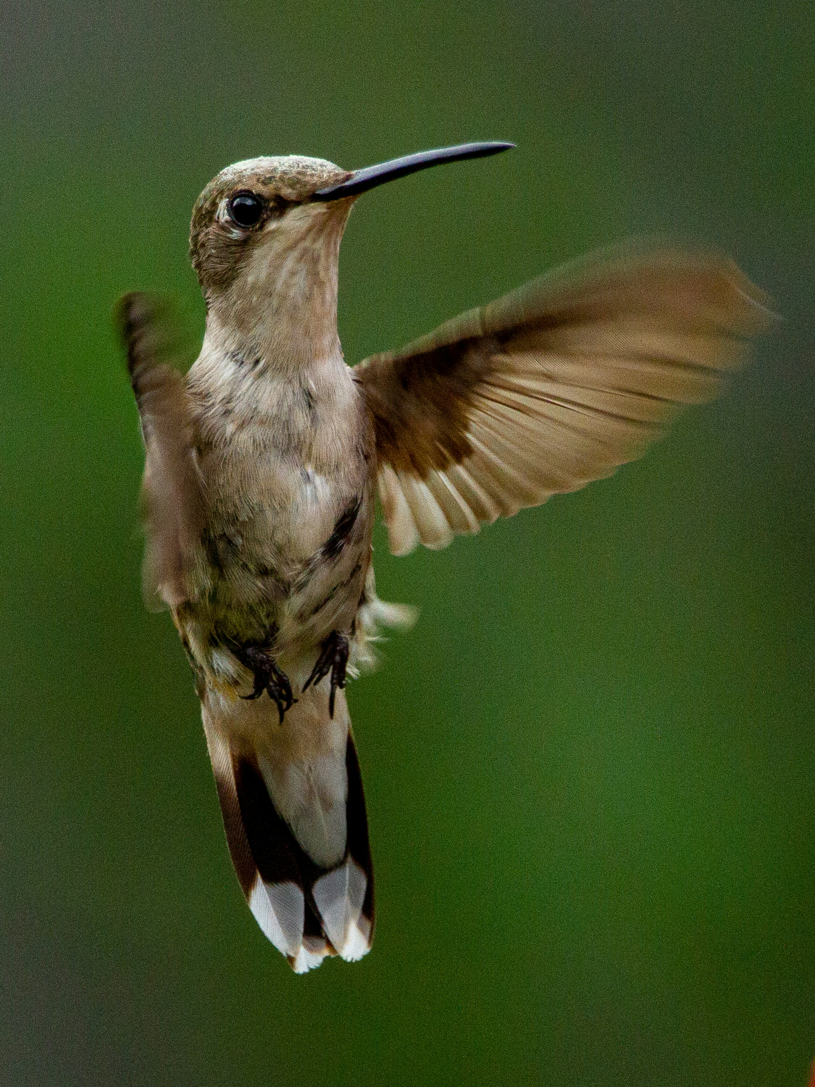A hummingbird flapping its wings in the air photo – Free Backyard Image ...