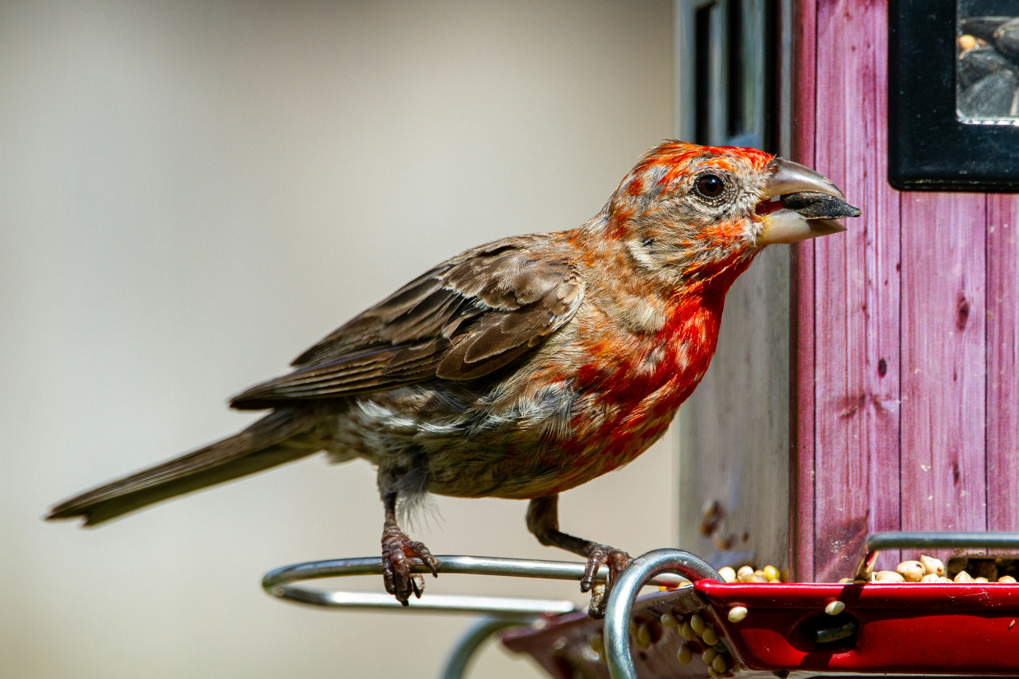 Crimson Crown on a Weathered Feeder