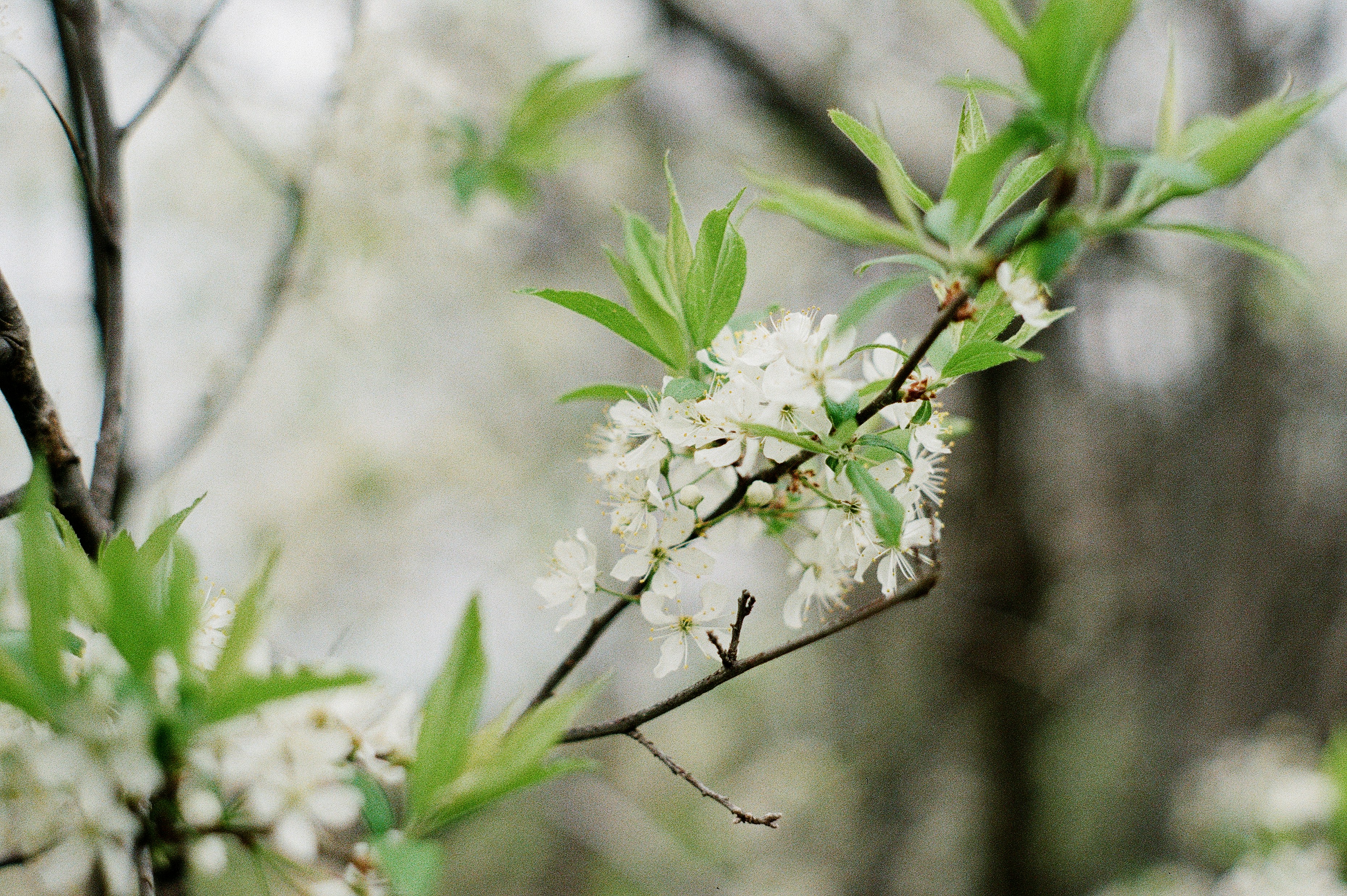 Delicate white blossoms cluster on a slender branch, framed by vibrant green leaves in a soft-focus background. 