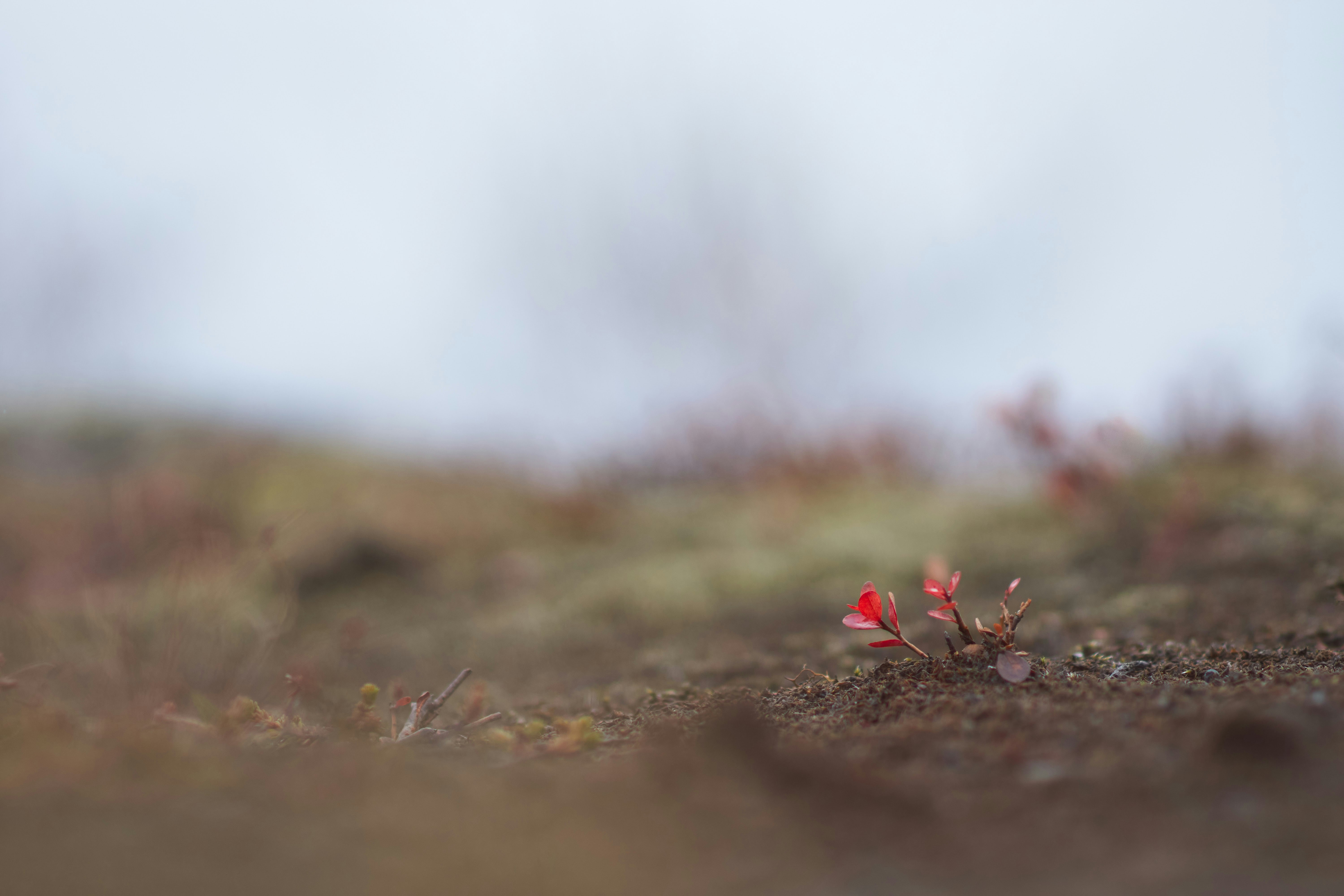 Fleurs rouges sur sol brun photo – Photo Gris Gratuite sur Unsplash