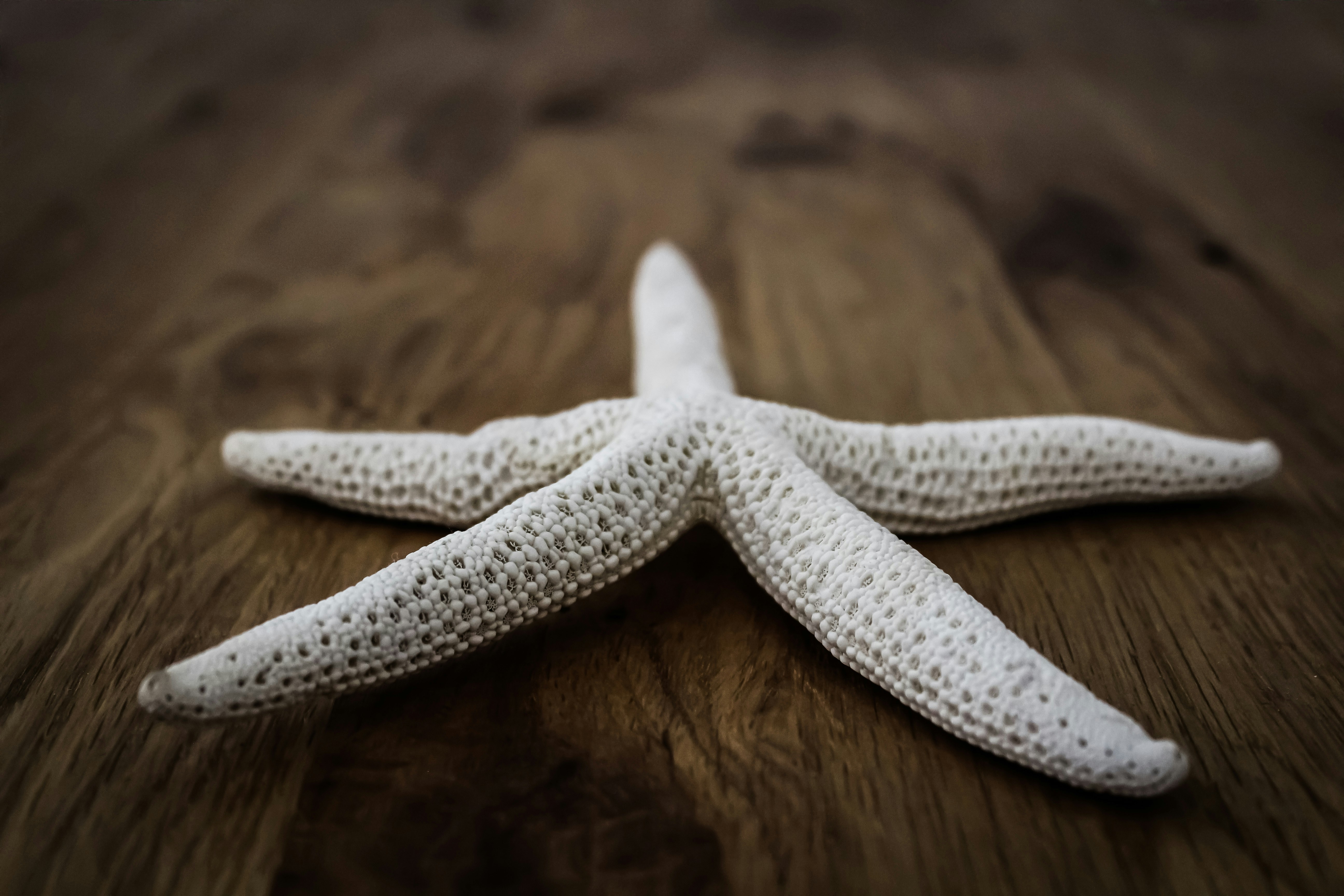Starfish on Weathered Wood: A Minimalist Seaside Still Life