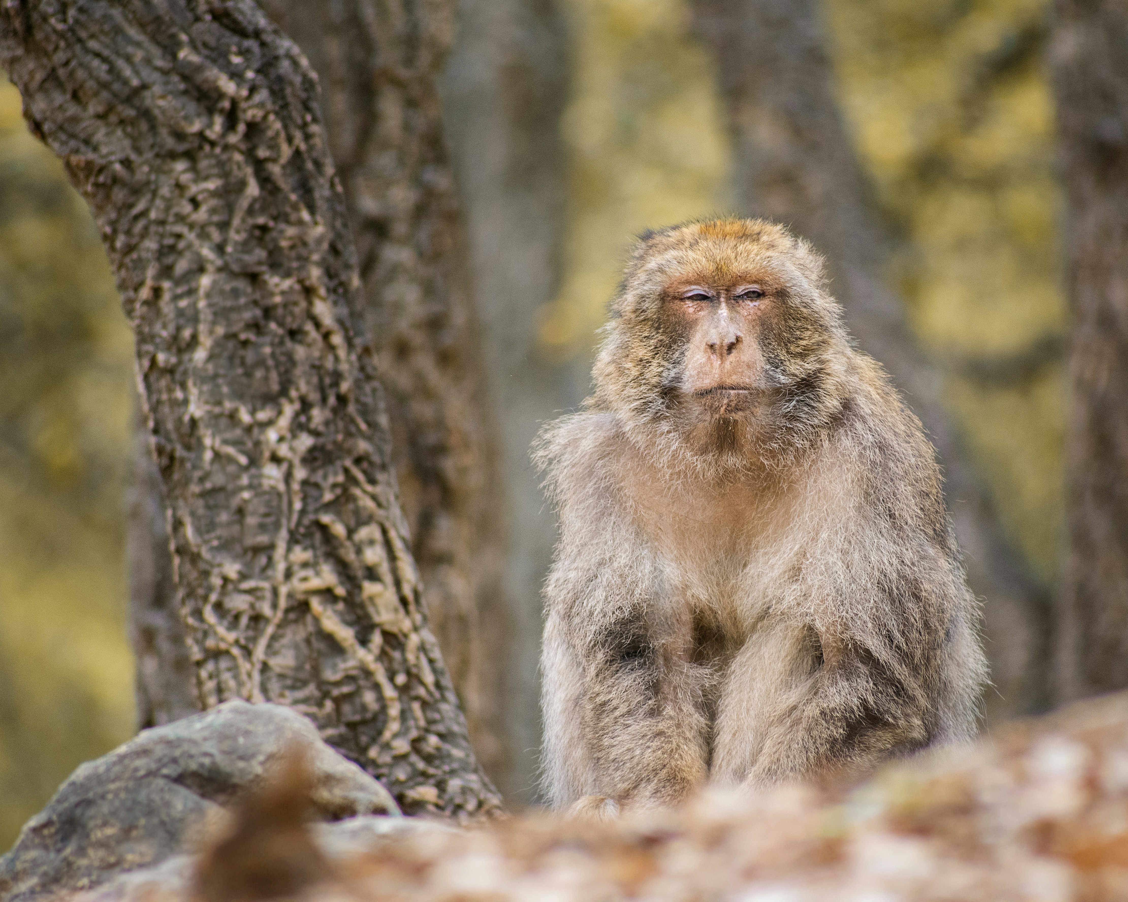Brown monkey on tree branch during daytime photo – Free Algeria Image ...