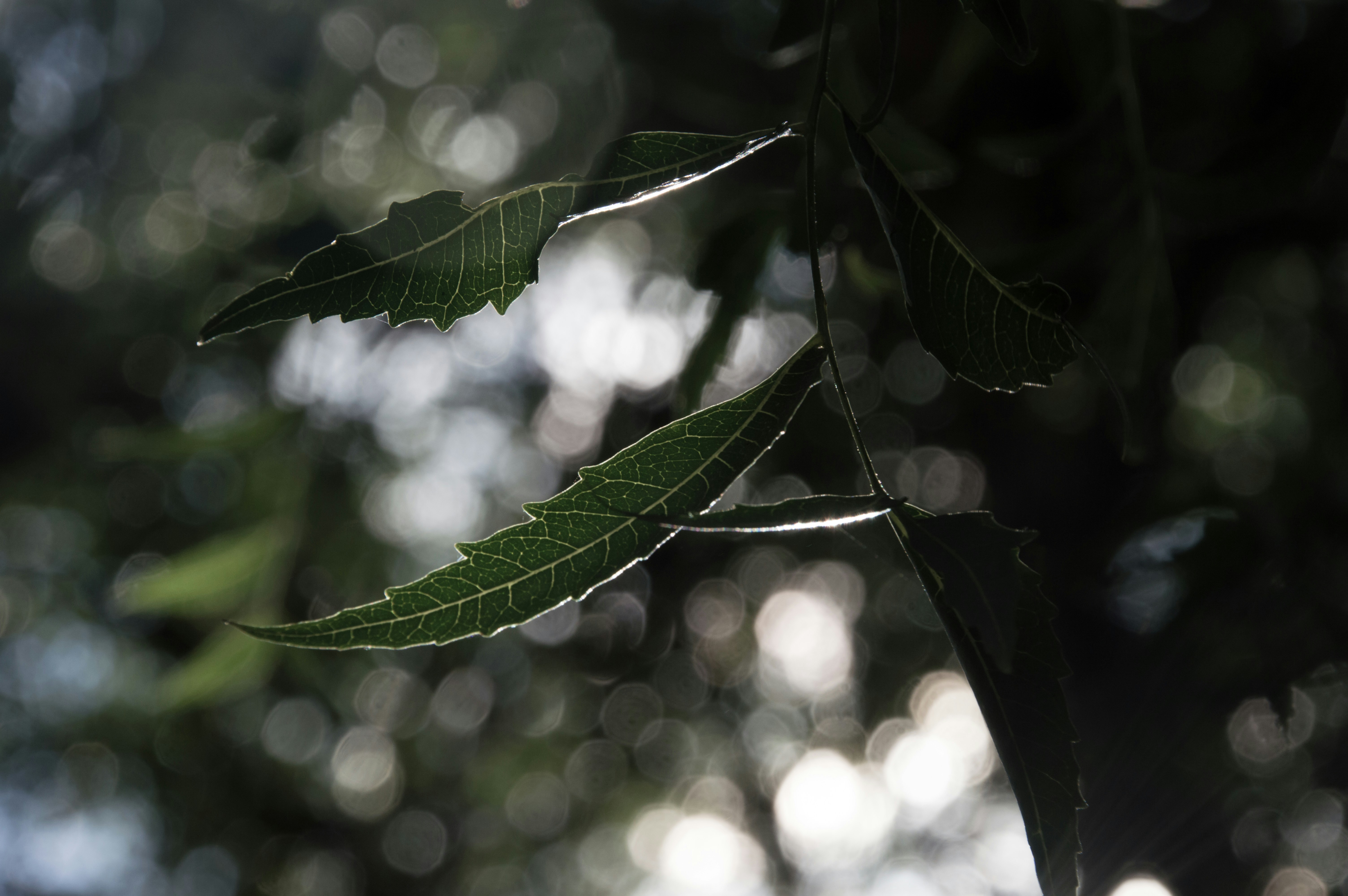 green leaves in tilt shift lens