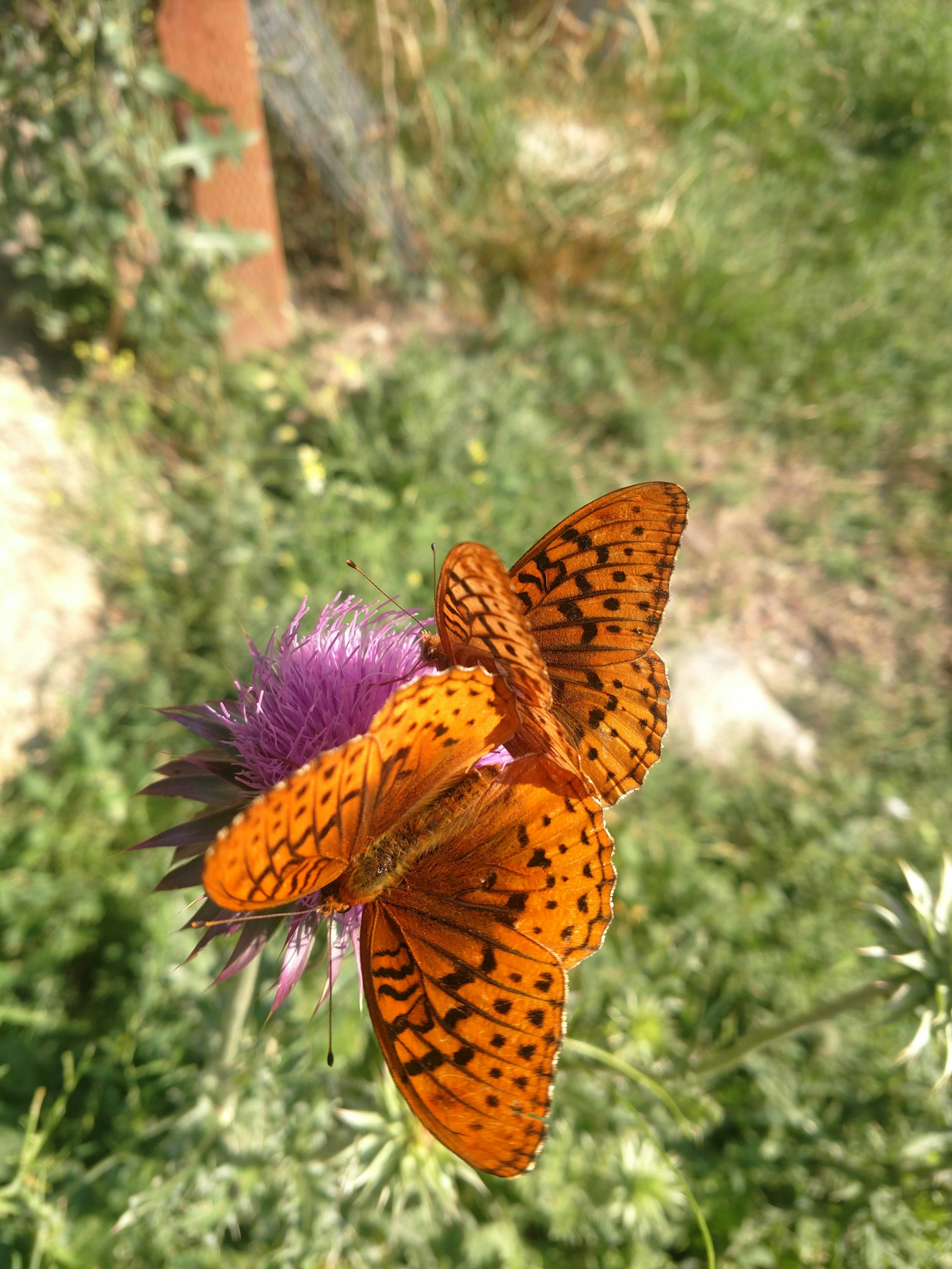 Copper-winged Butterfly Perches on a Purple Thistle in Sunlit Garden