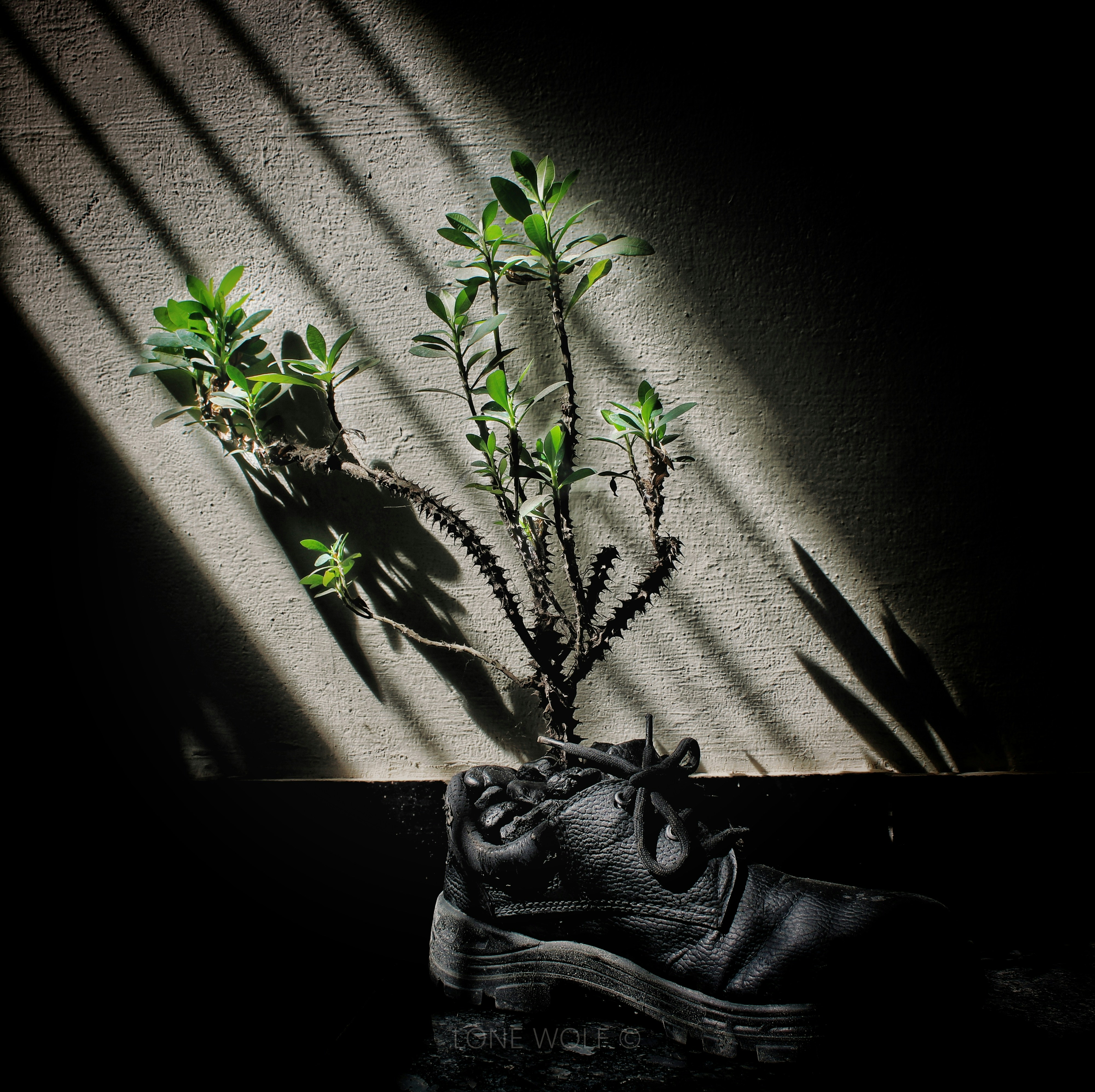Shoeswept Greenery: A Stray Plant Reclaims a Footpath