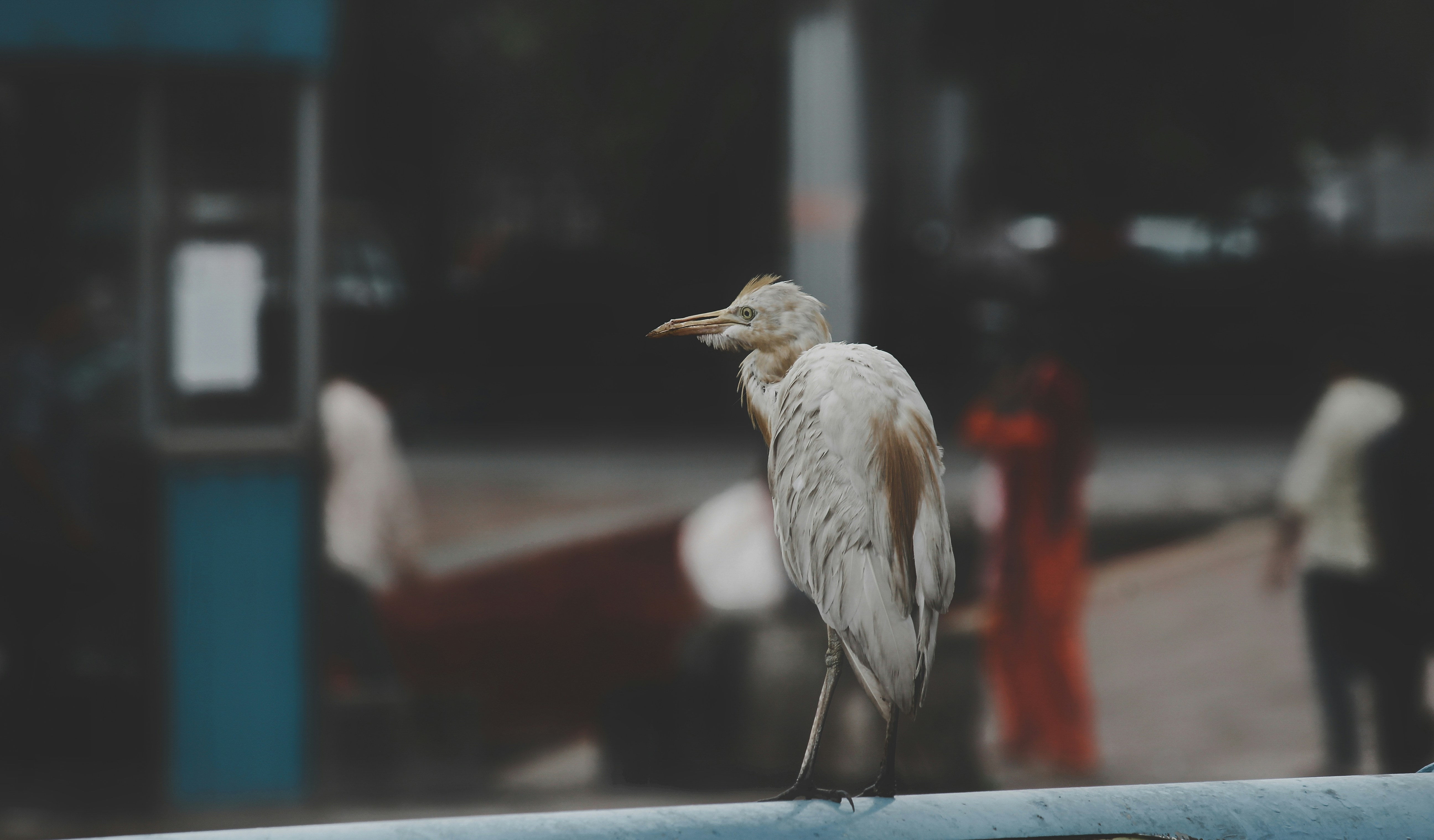 Urban Heron Amidst the Blur
