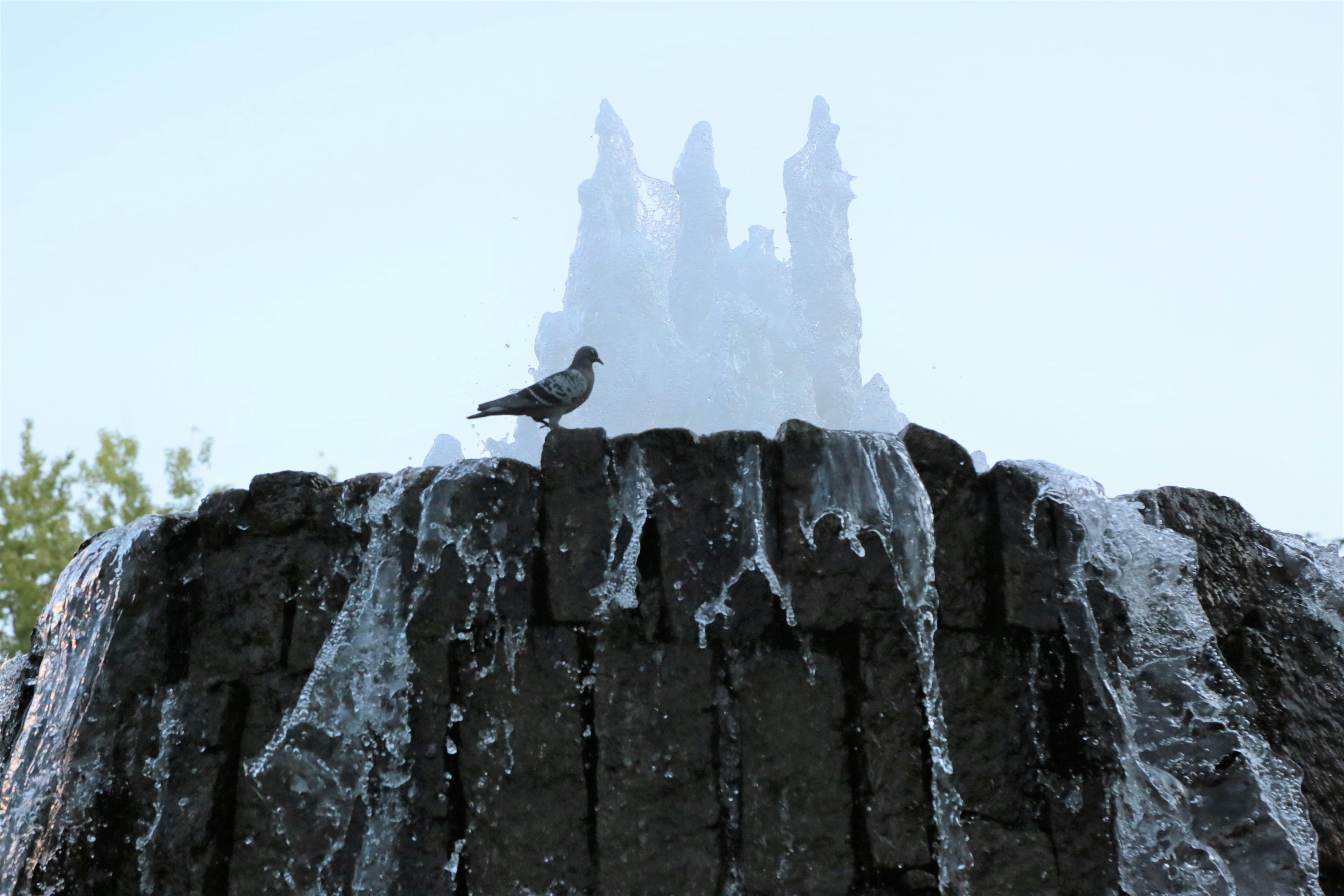 Raven on the Crest: A Quiet Moment Above a Veiled Cascade