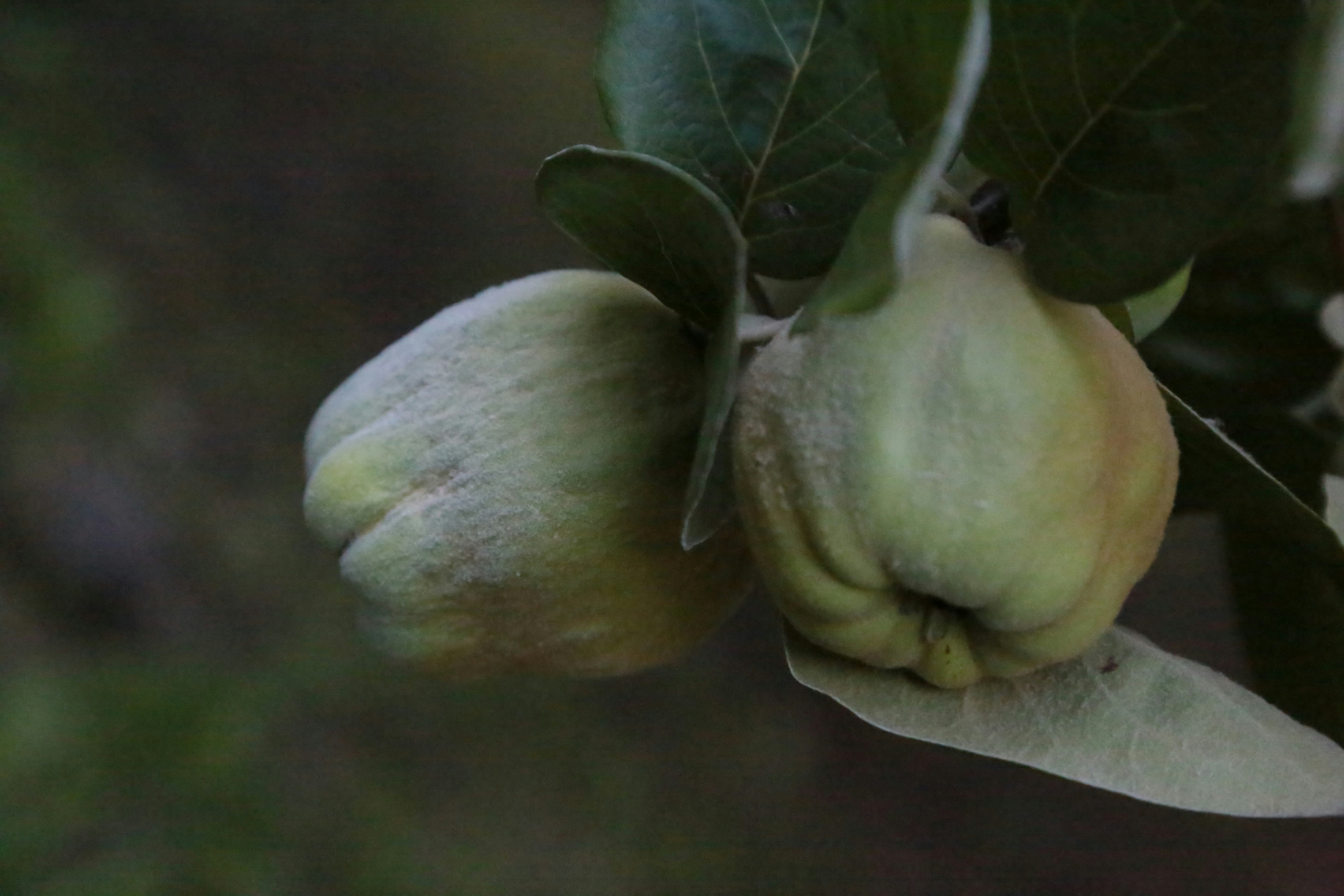Pastel Pears in Dappled Shade: A Quiet Harvest Moment