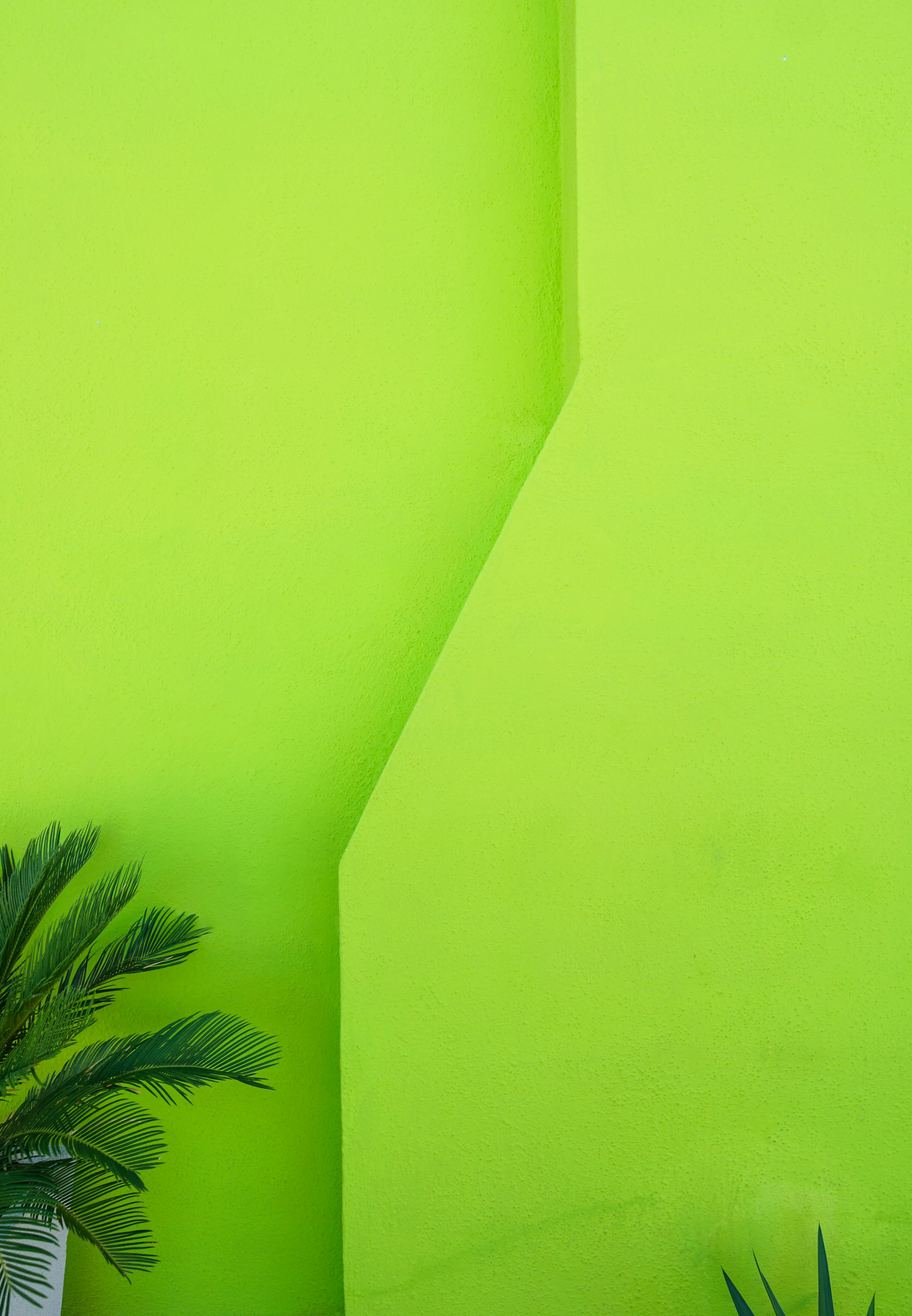 Lime Facade with Shadowed Palm Edge