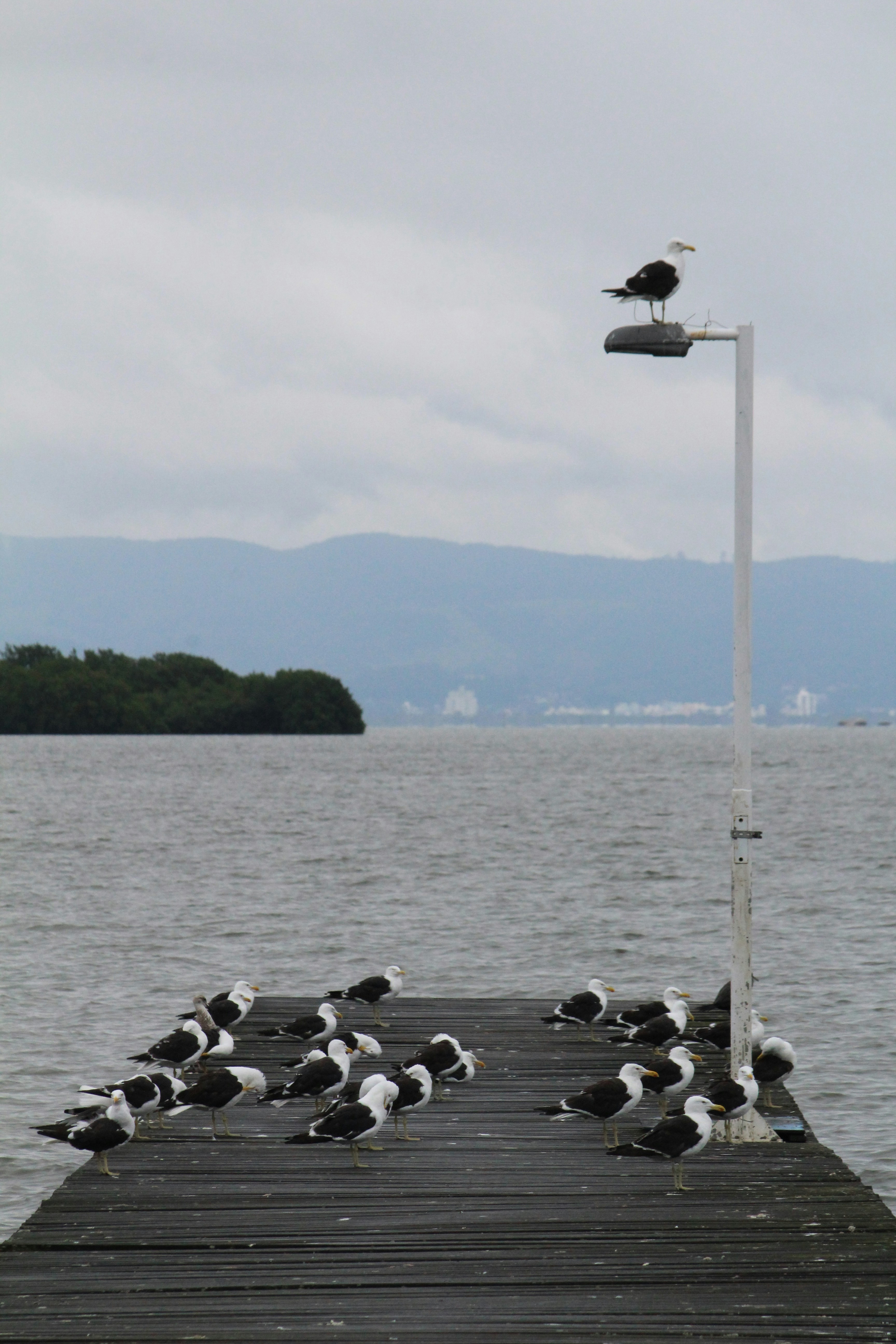 flock of birds on body of water during daytime