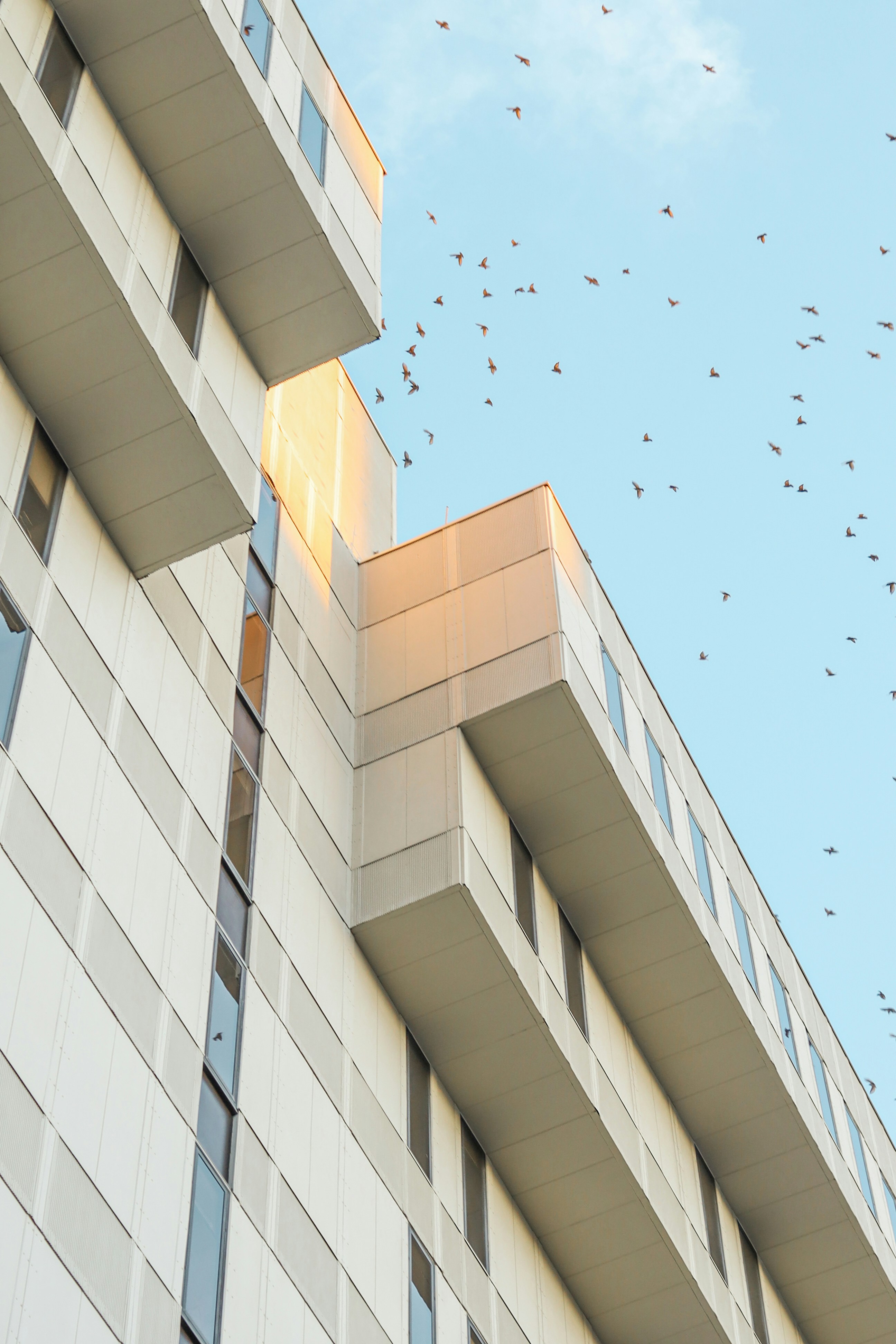 Architectural Angles Under a Sky of Birds