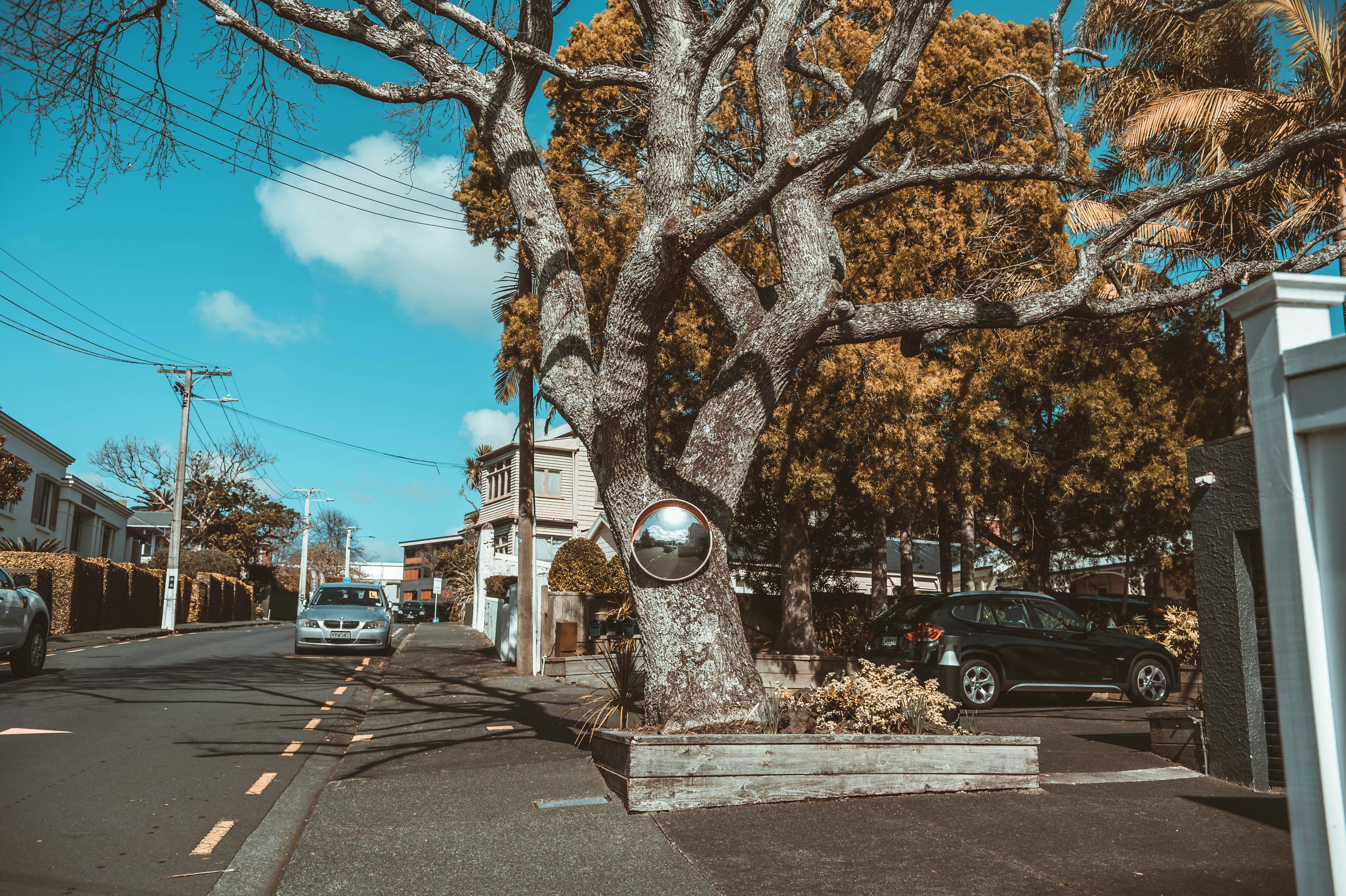 A large tree with intricate branches stands prominently on a street corner, surrounded by residential buildings and parked cars. The scene captures a blend of urban life and natural beauty.