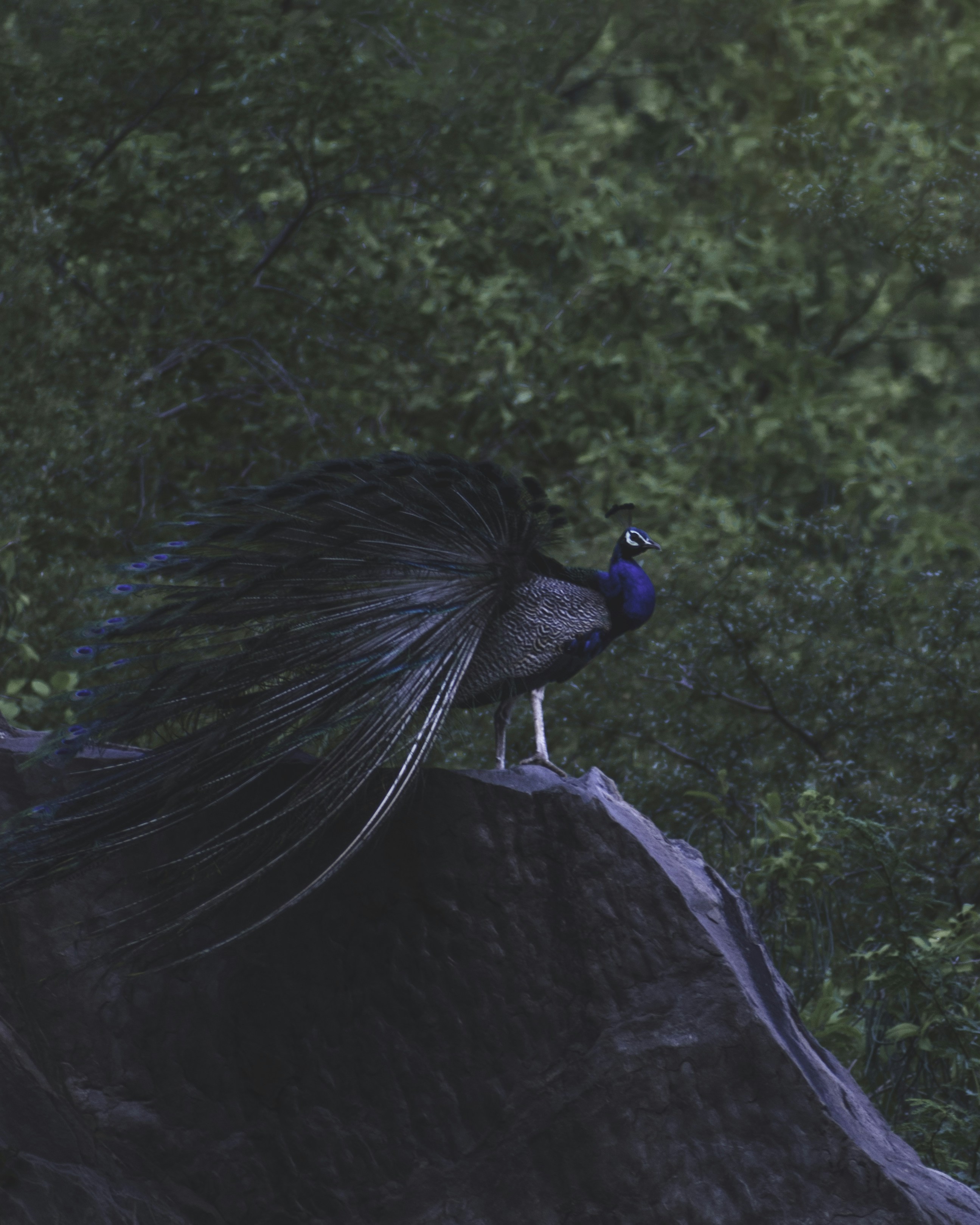 Peacock on Mossy Rock: Indigo Crest Fanning Over a Shadowed Forest Cliff