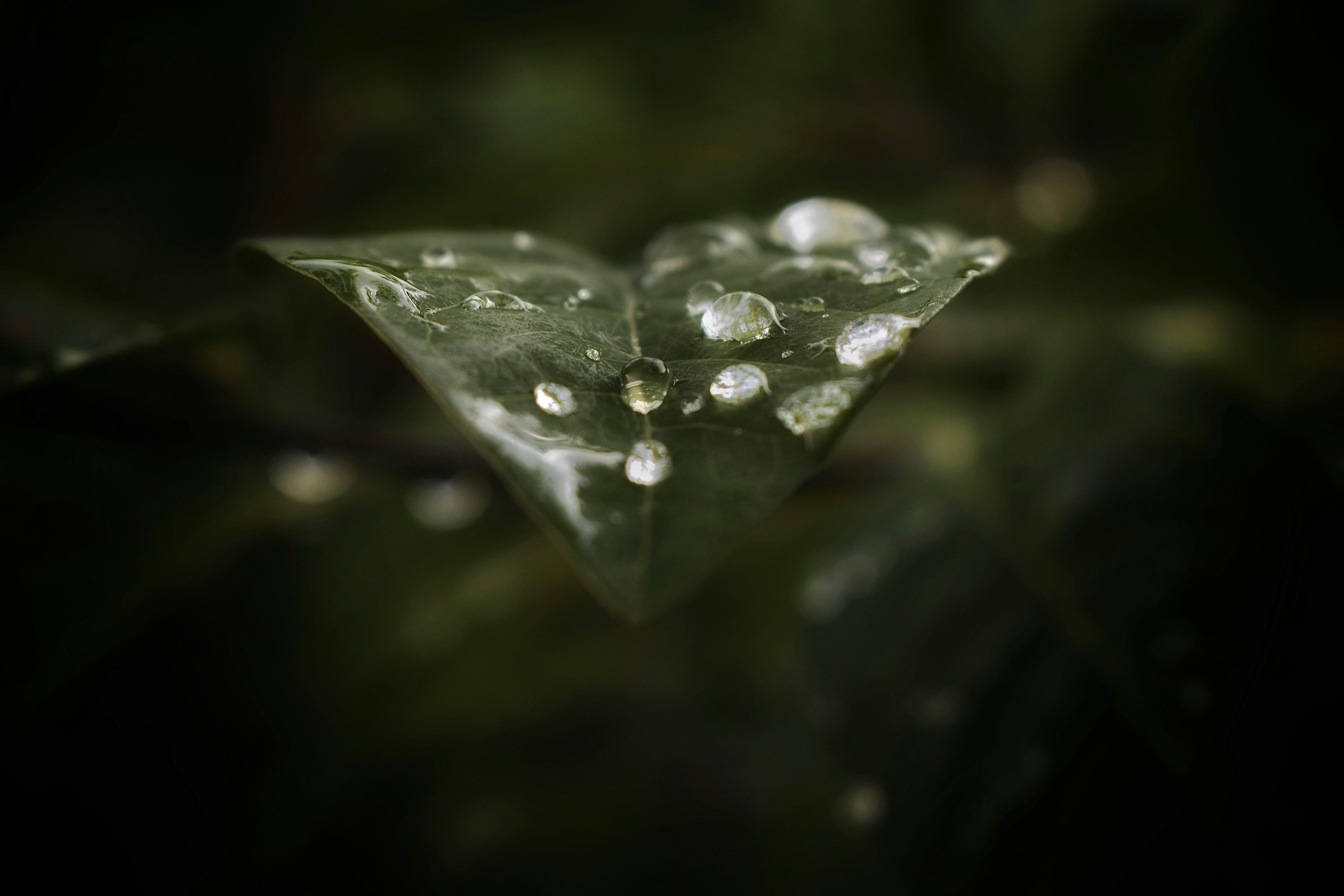 Dew on a Triangular Leaf: a Quiet Macro Moment