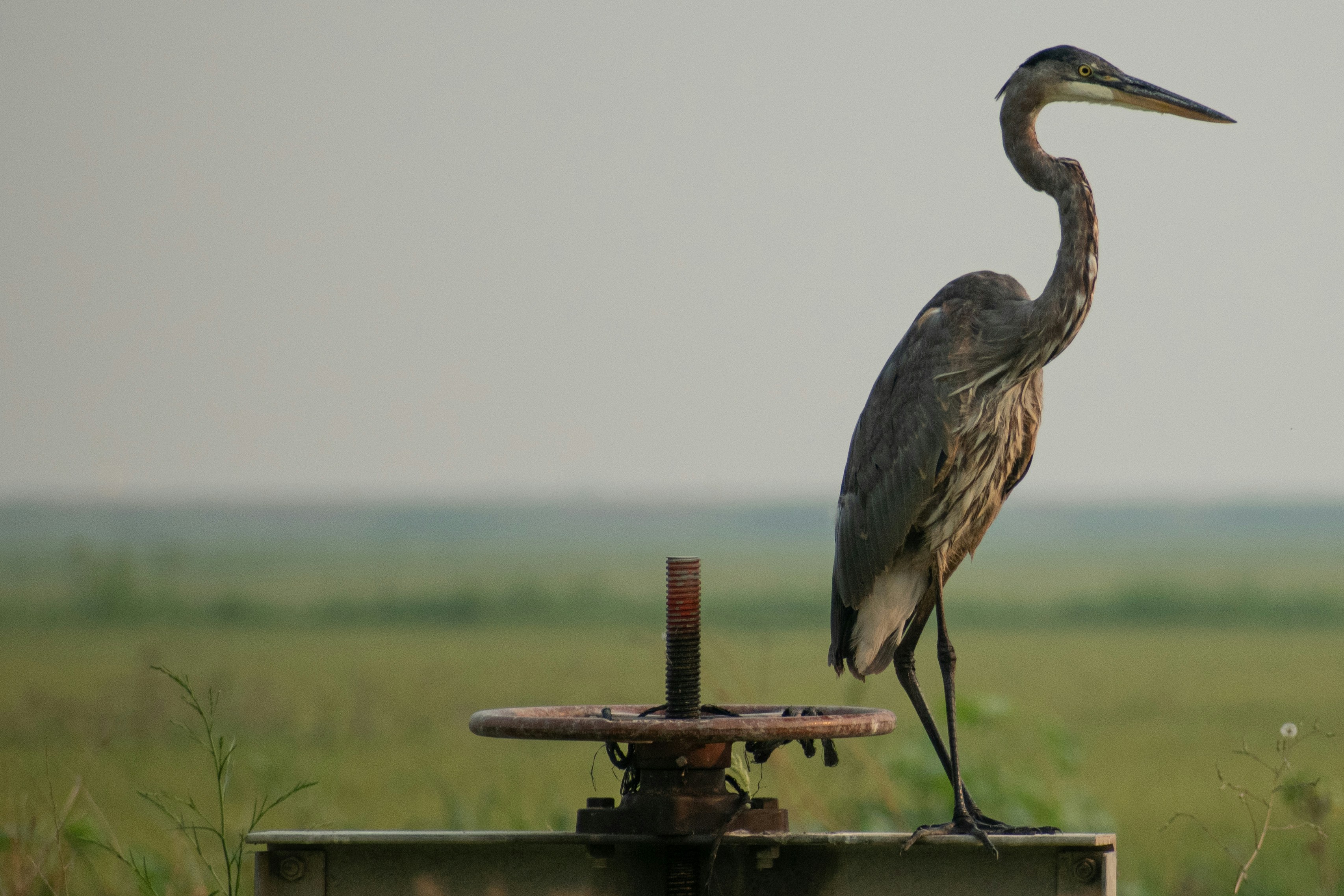 Precision Standoff: A Heron Perched Over a Rusted Pivot