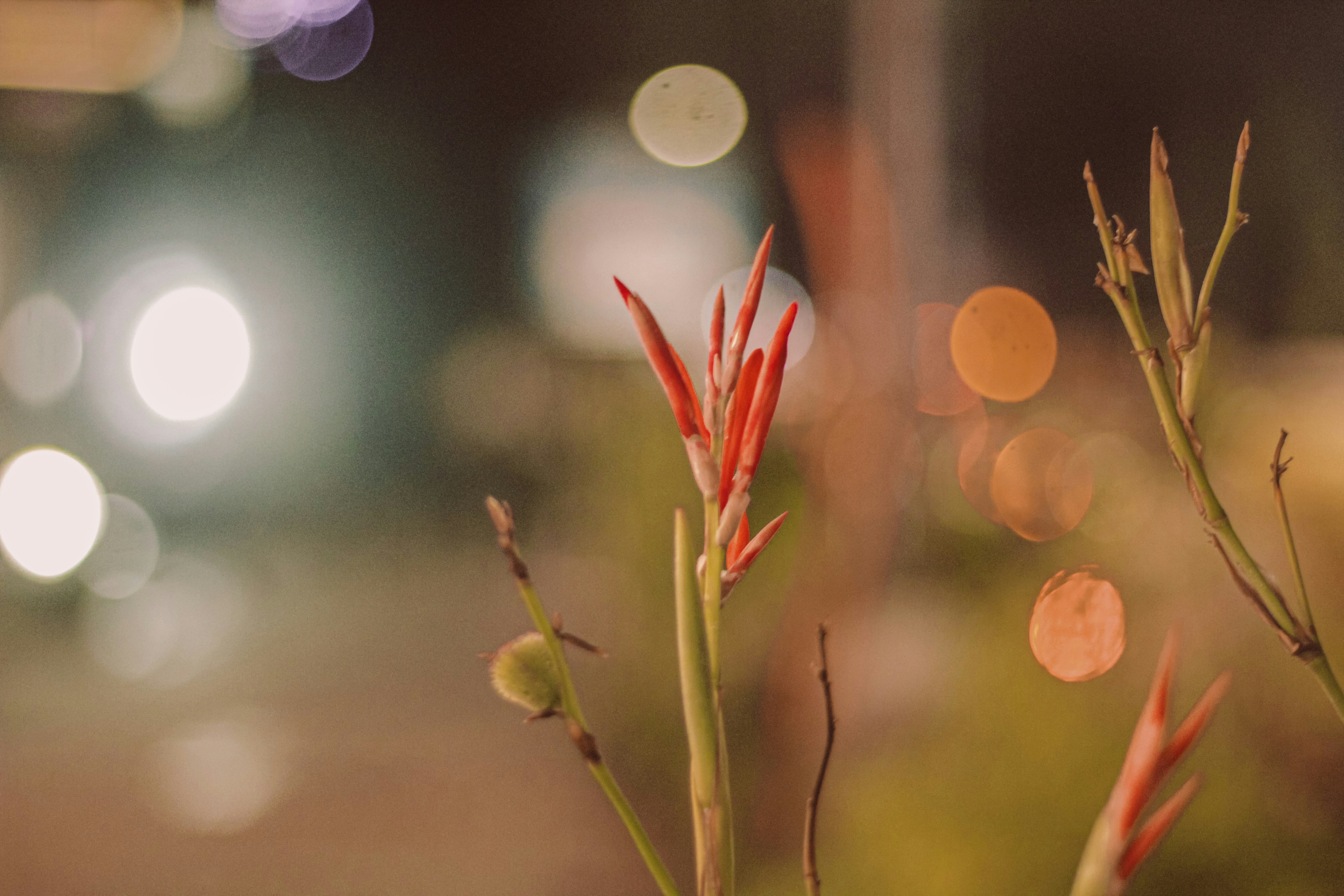 red and green plant in tilt shift lens