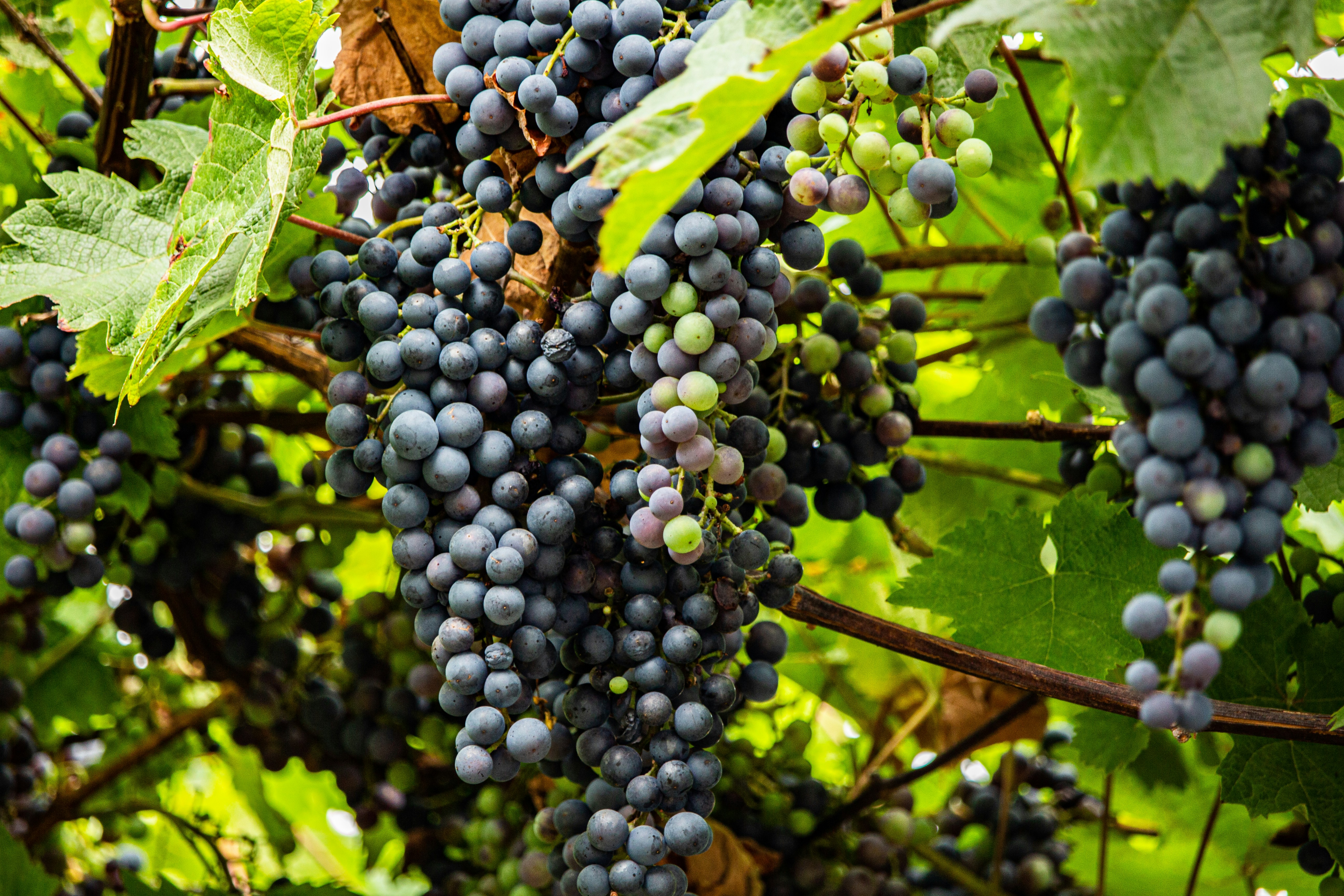 Lush grape clusters hang from thick vines, showcasing a mix of ripe and unripe fruits surrounded by vibrant green leaves.