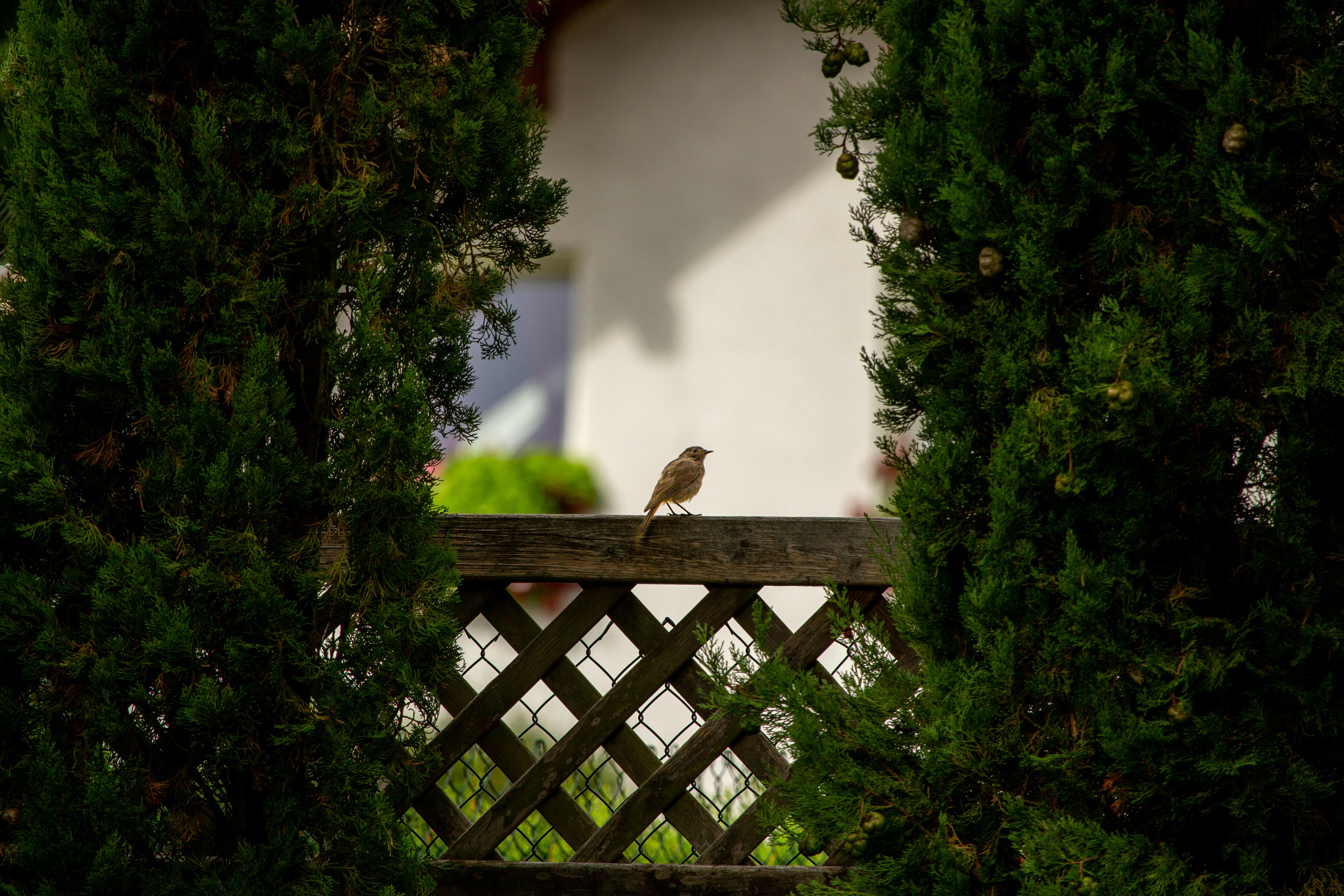 Whispers of Nature: A Bird's Perch