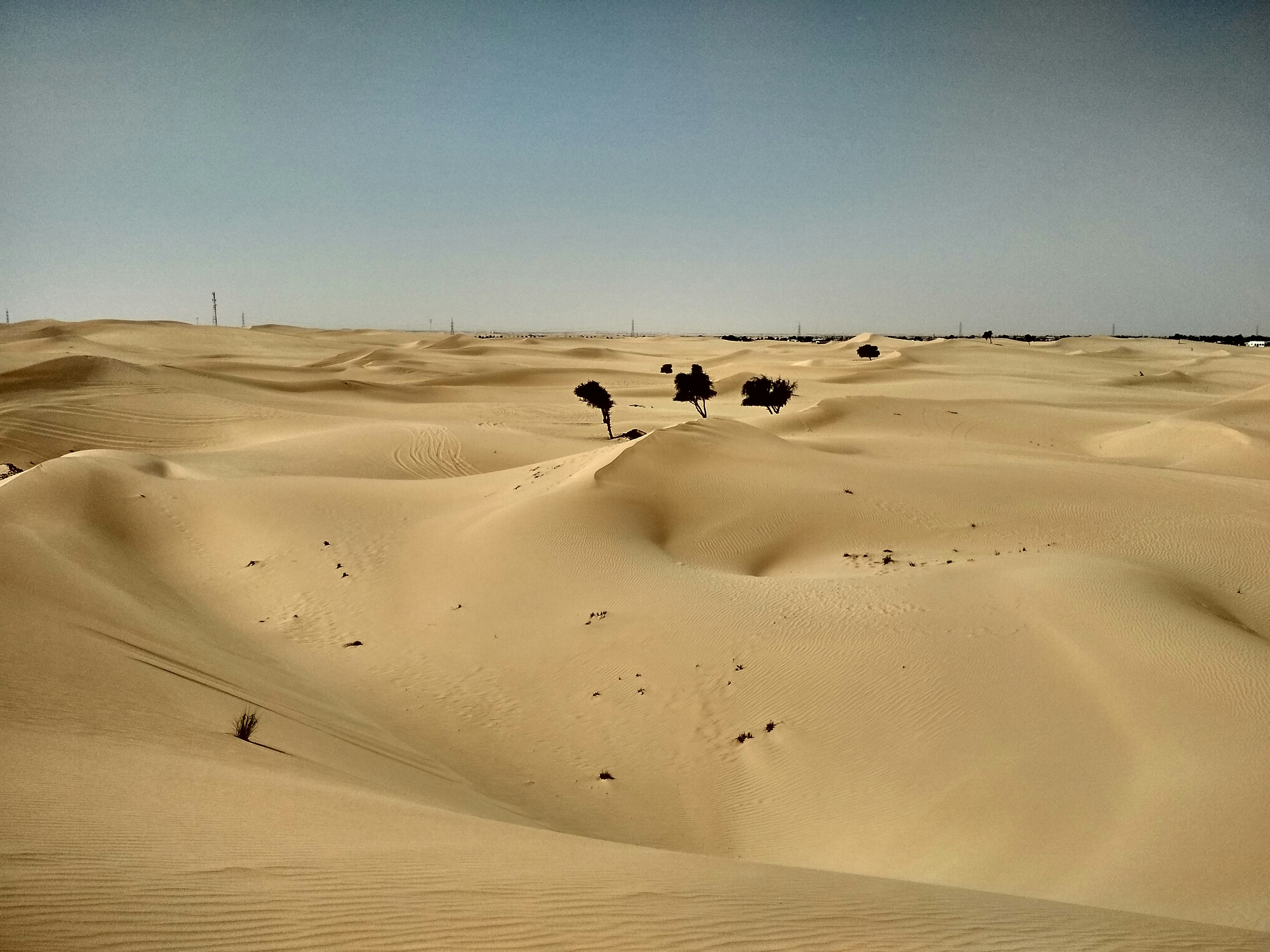Golden sand dunes undulate beneath a clear sky, punctuated by sparse, solitary trees. A serene landscape capturing the essence of arid beauty.