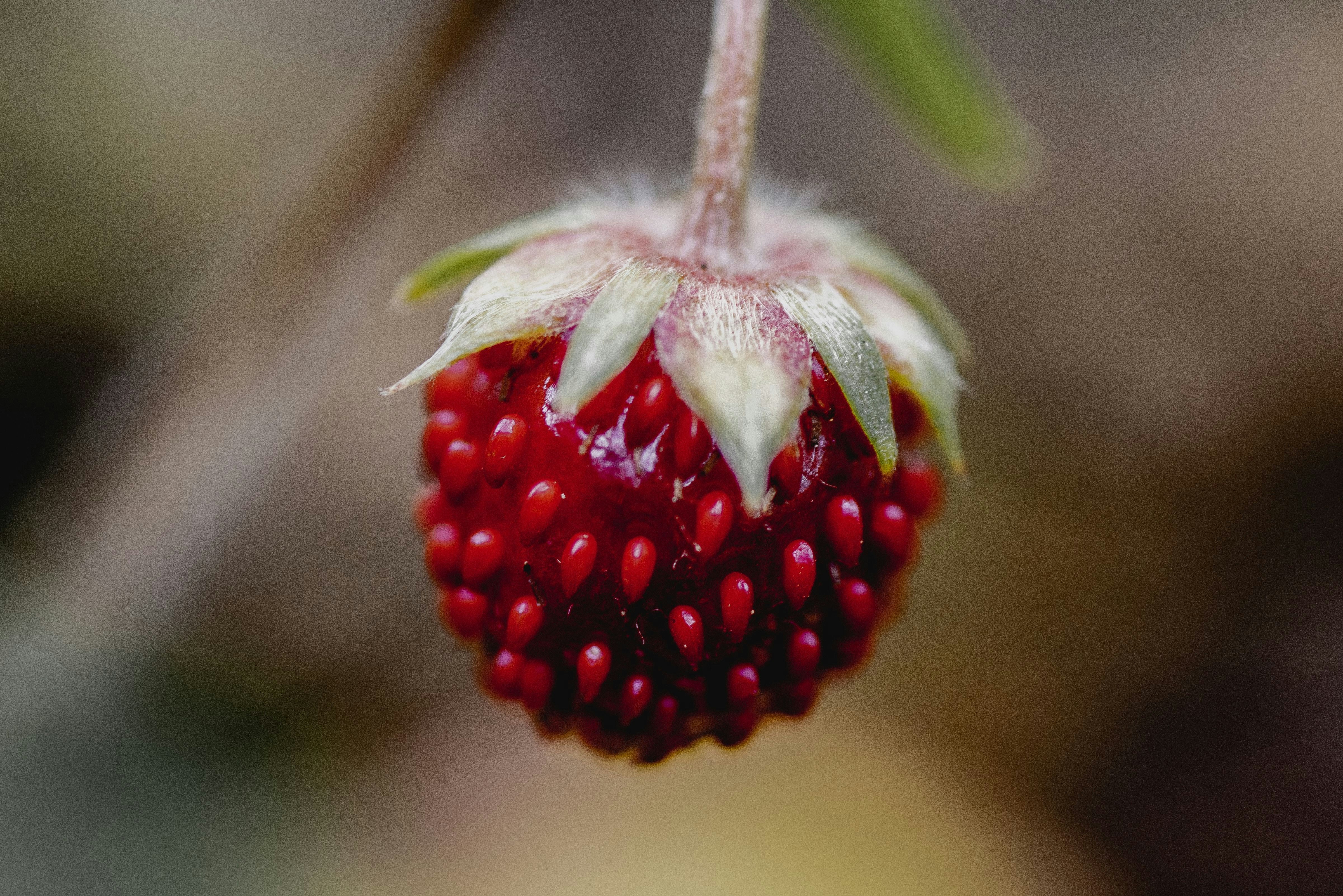 Red strawberry fruit in close up photography photo – Free Wild erdbeere ...