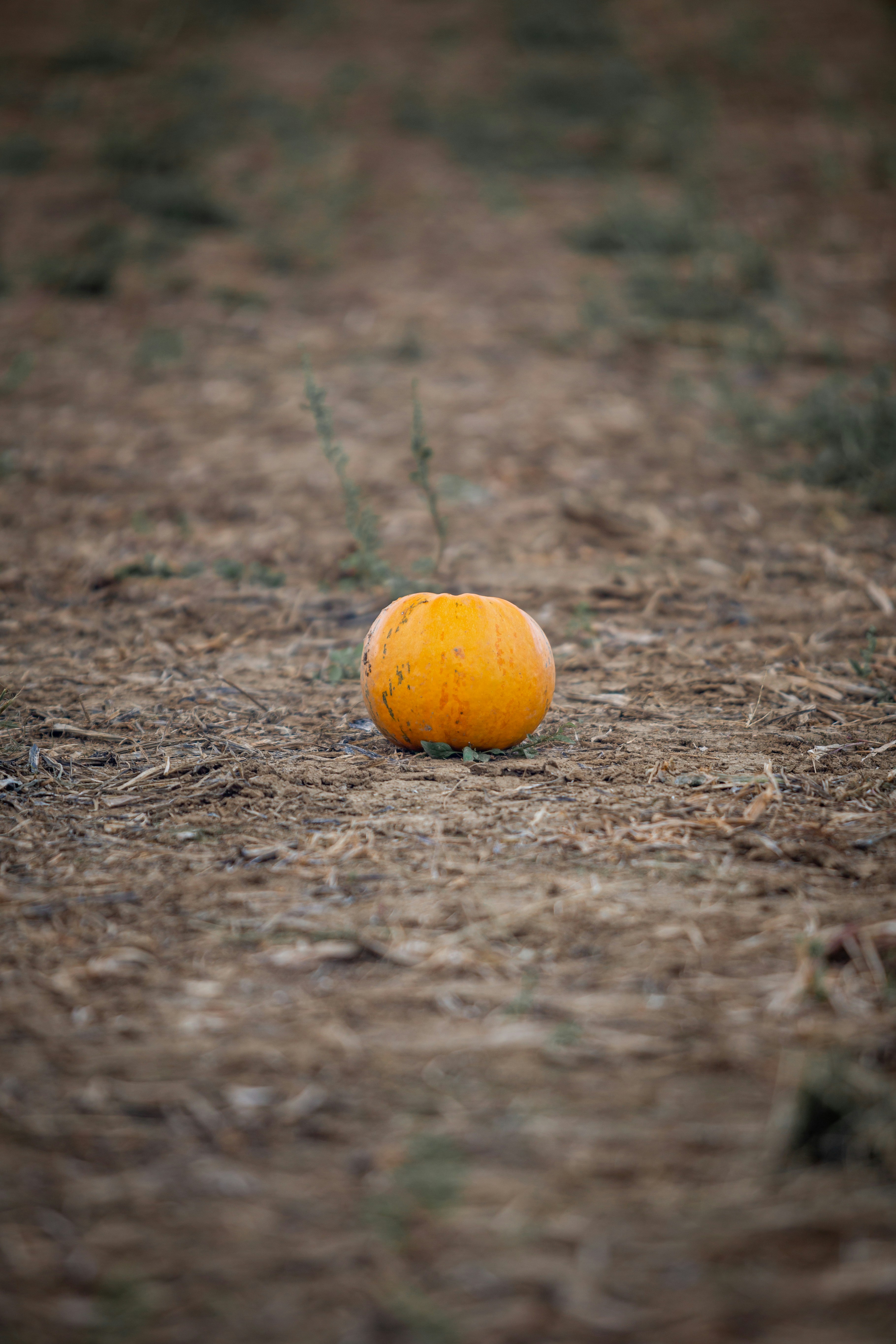 orange fruit on brown soil