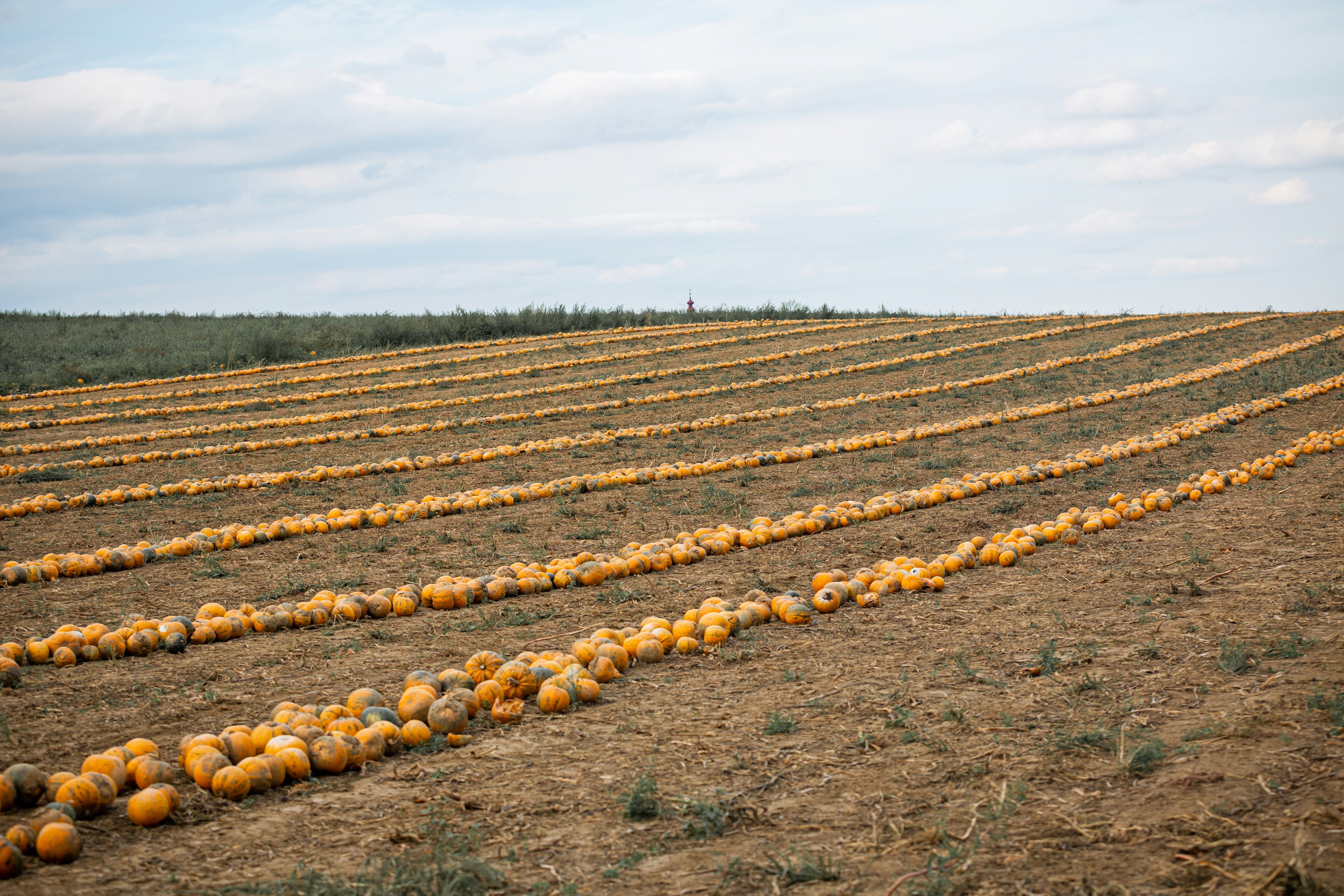 Row-by-Row Harvest: Pumpkins Stretch Across a Dusty Field