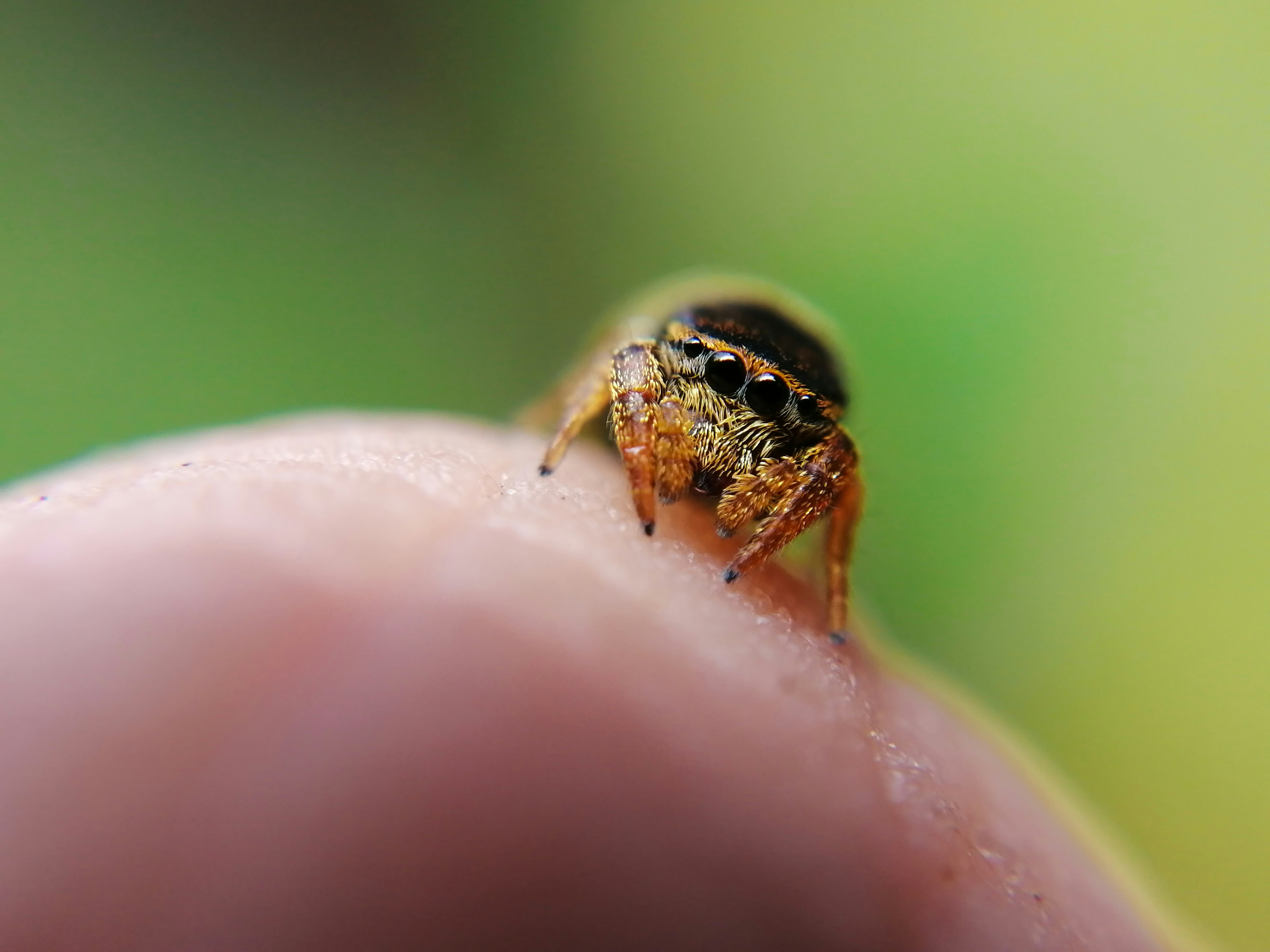 Tiny Jump, Bold Detail: A Crustacean on a Fingertip