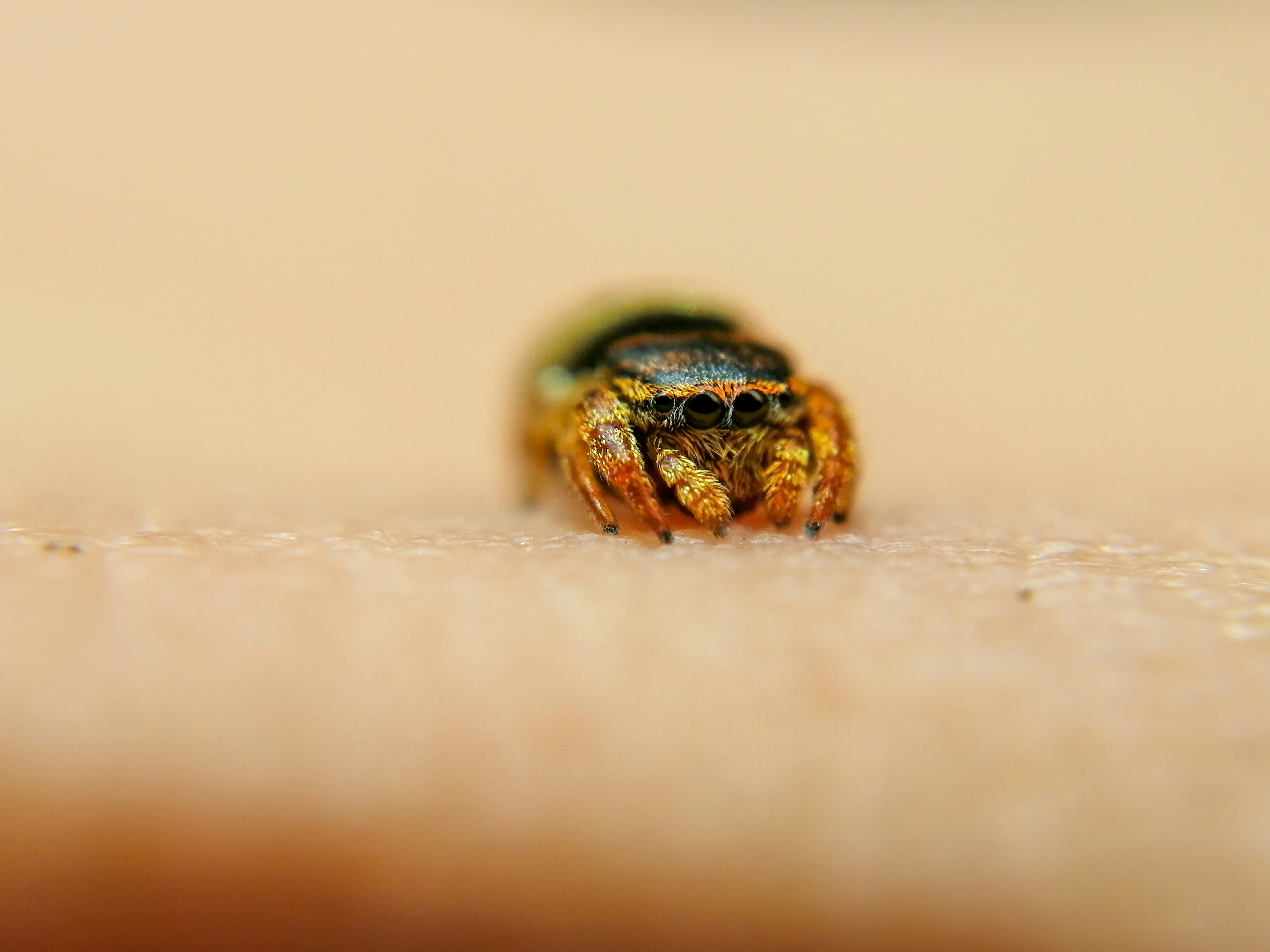 Tiny Acrobat: A Macro Portrait of a Jumping Spider on a Sunlit Beige Surface