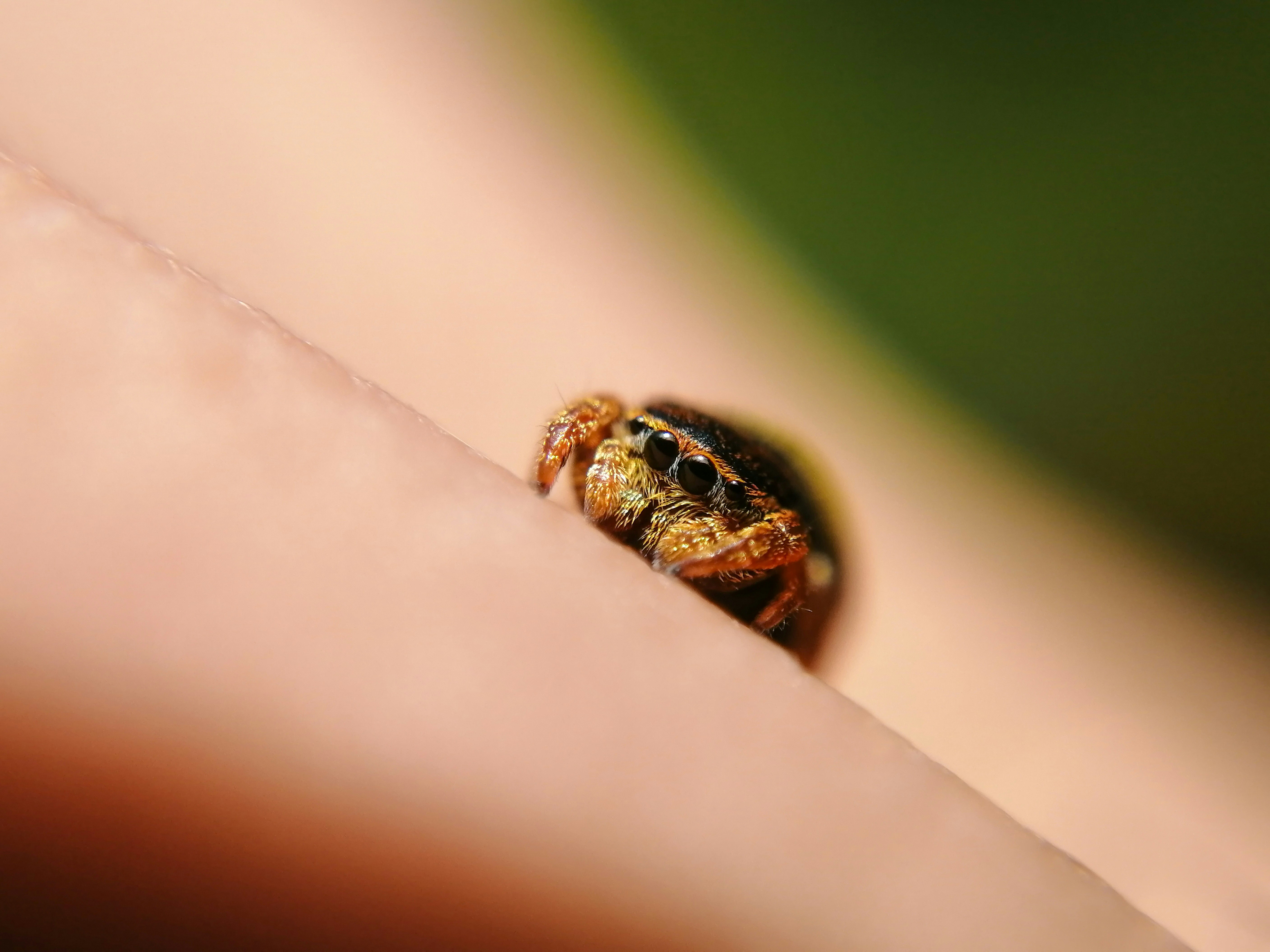 Close-up macro of a small crab-like spider resting on skin, with a soft blurred background that emphasizes the eye details and texture. This is a macro shot capturing the creature at very close range.