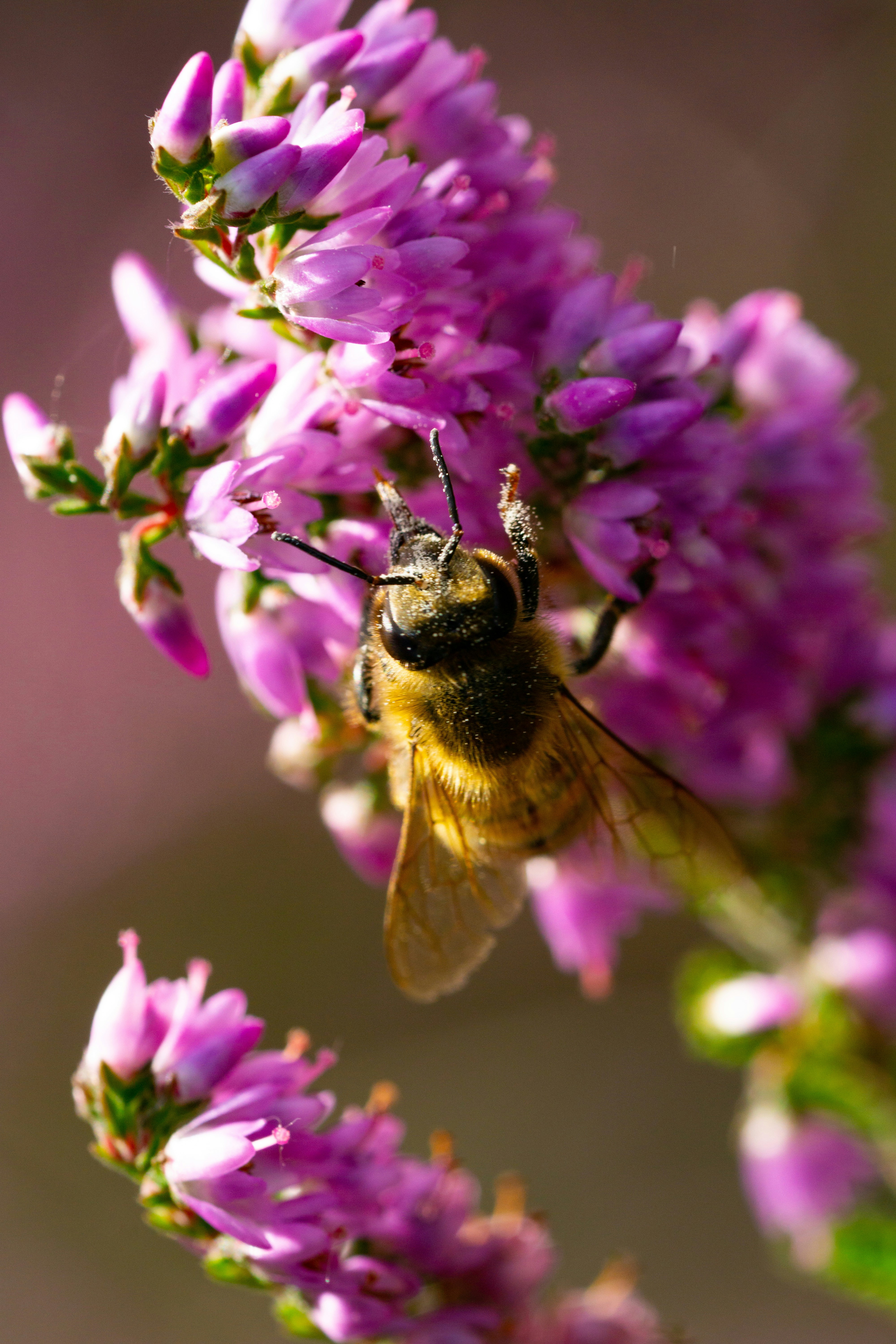A bee forages on vibrant pink heather flowers, showcasing the intricate details of nature's pollination process.