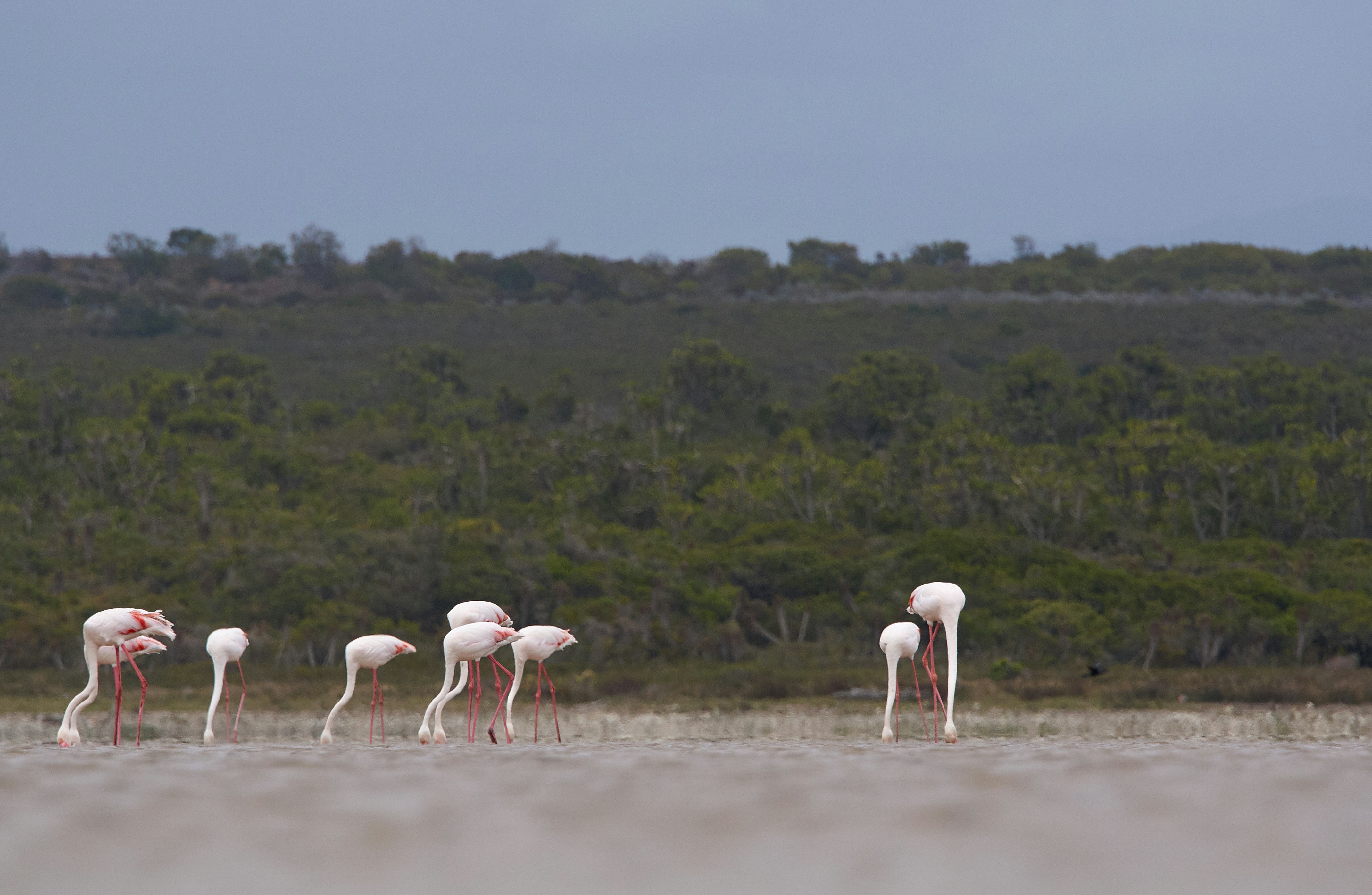 A group of flamingos stands gracefully in shallow water, surrounded by lush greenery in the background.