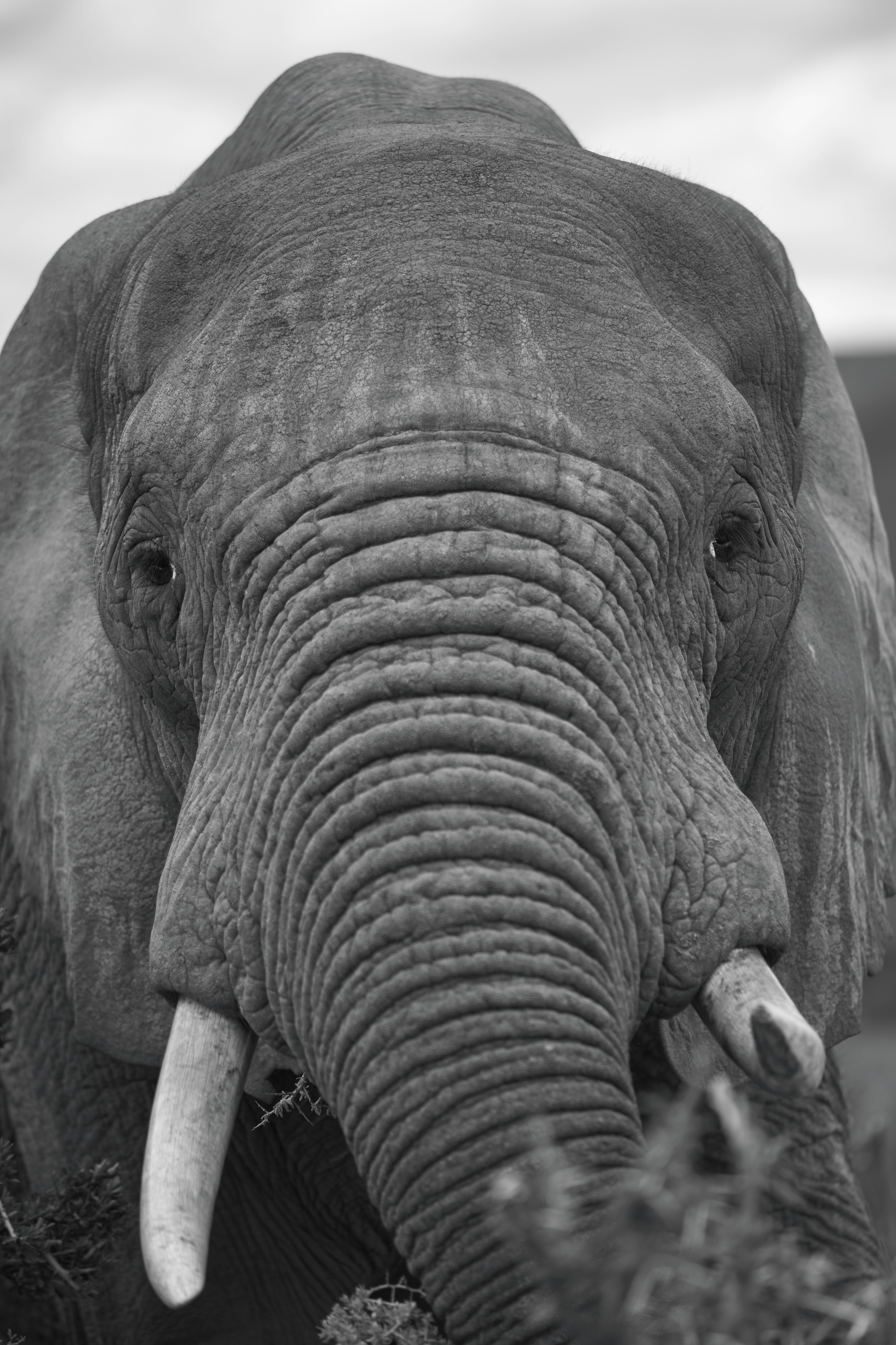Gray elephant in grayscale photography photo – Free Grey Image on Unsplash