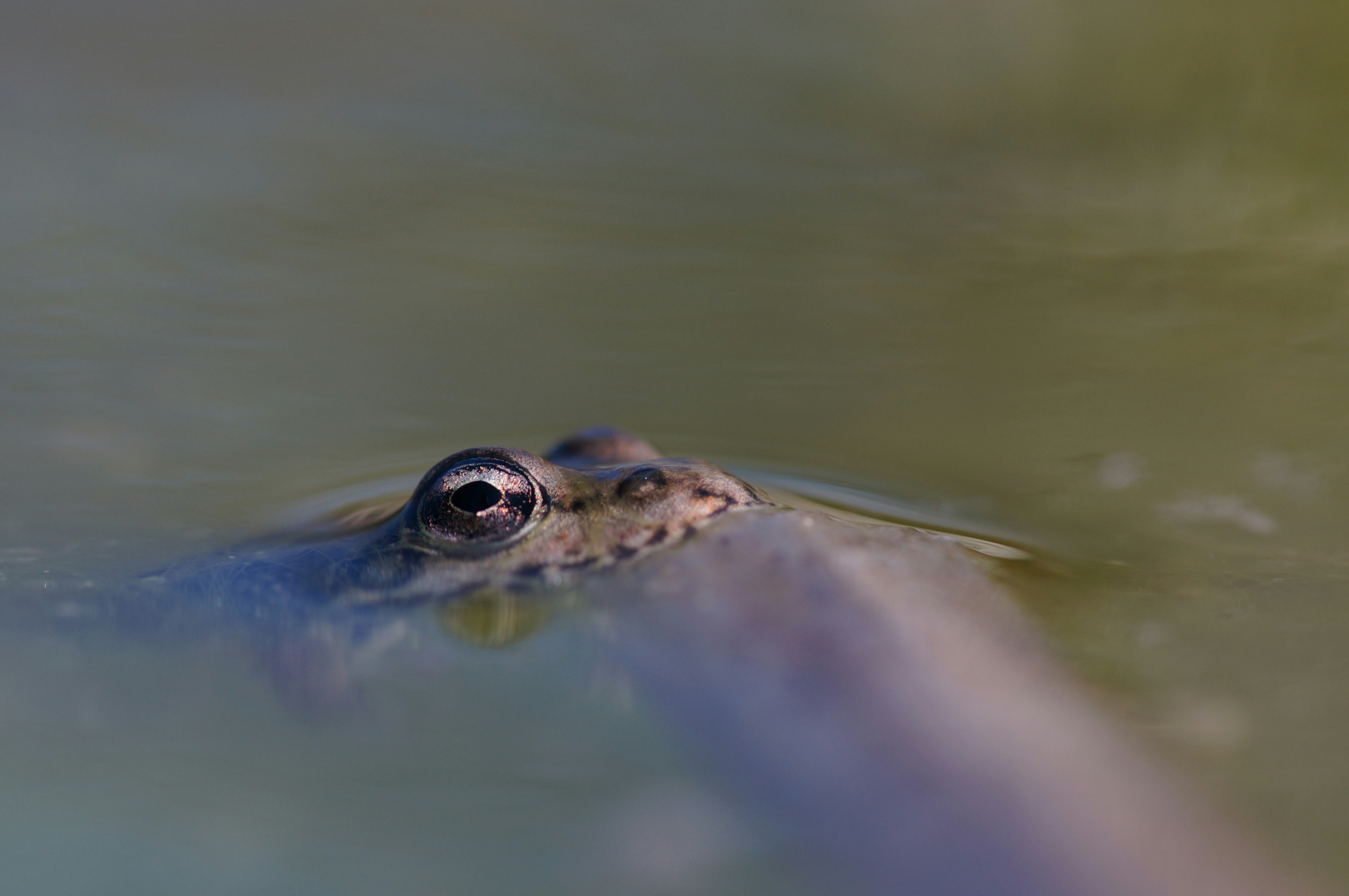 brown frog on body of water