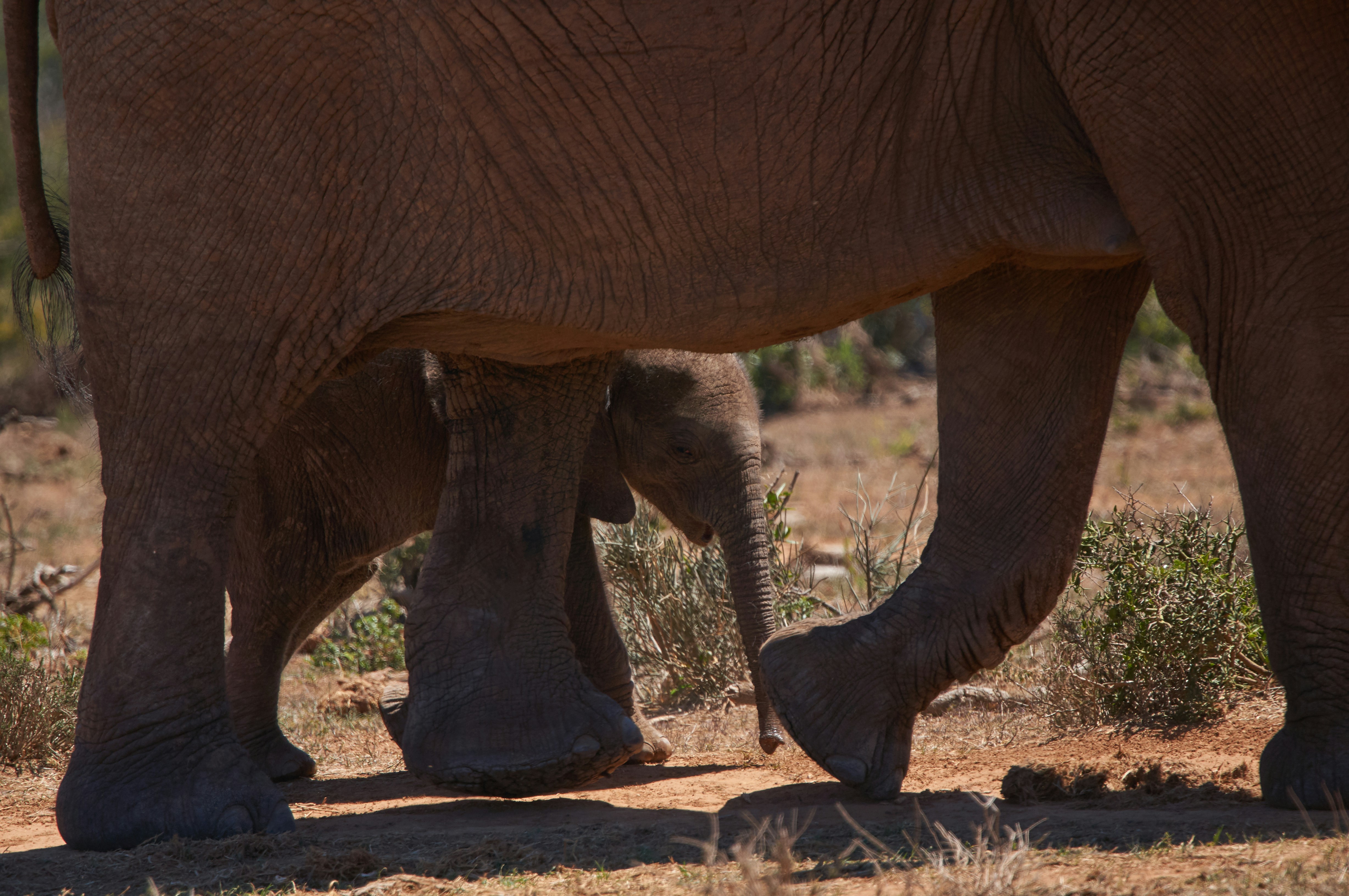 Calf Between Giants: A Quiet Moment on the Dusty Savanna