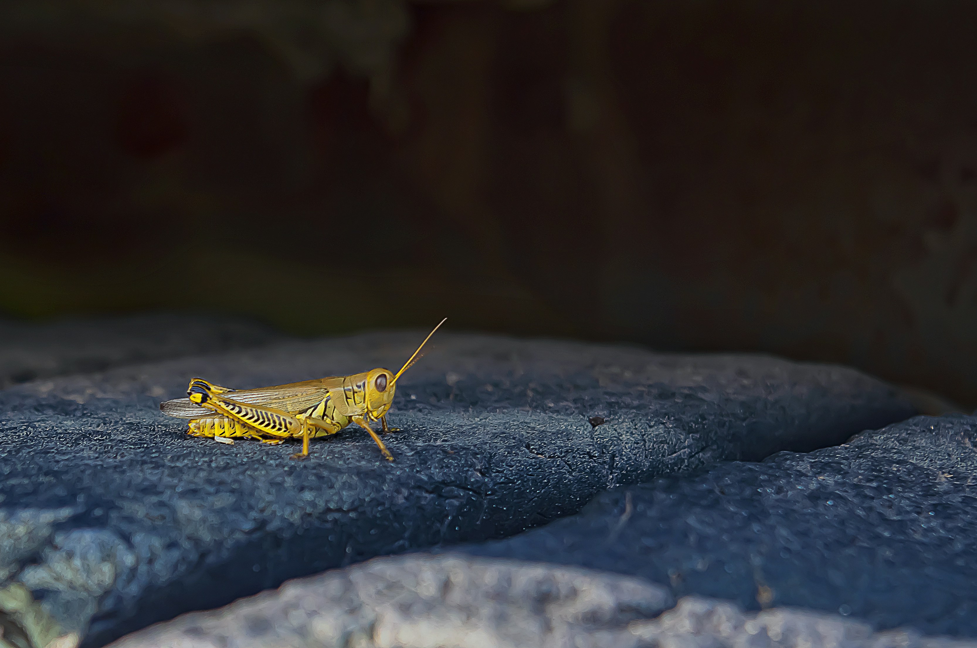 Grasshopper on Tank Treds