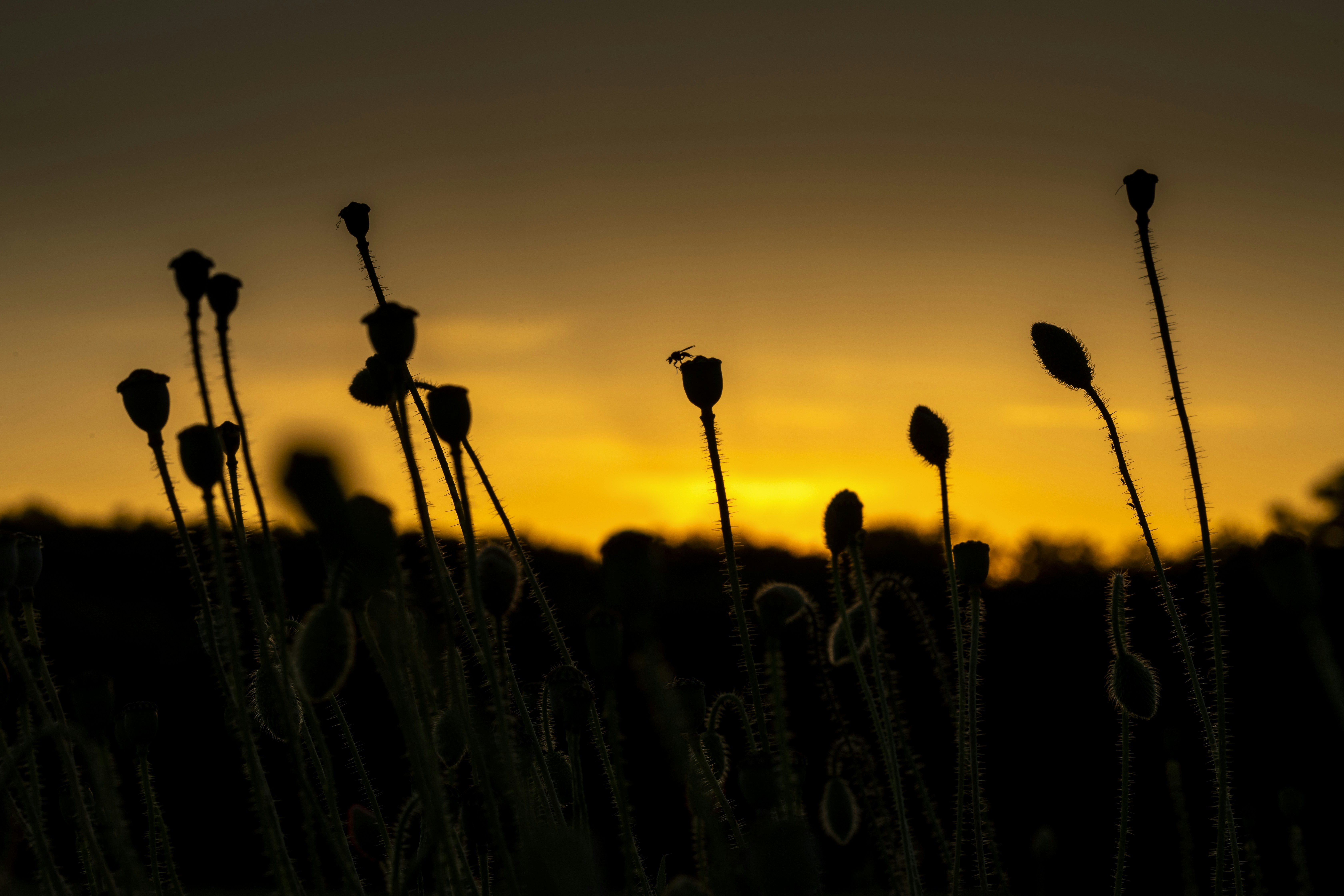 Golden Hour Silhouettes: Dried Seedheads Against a Fiery Horizon