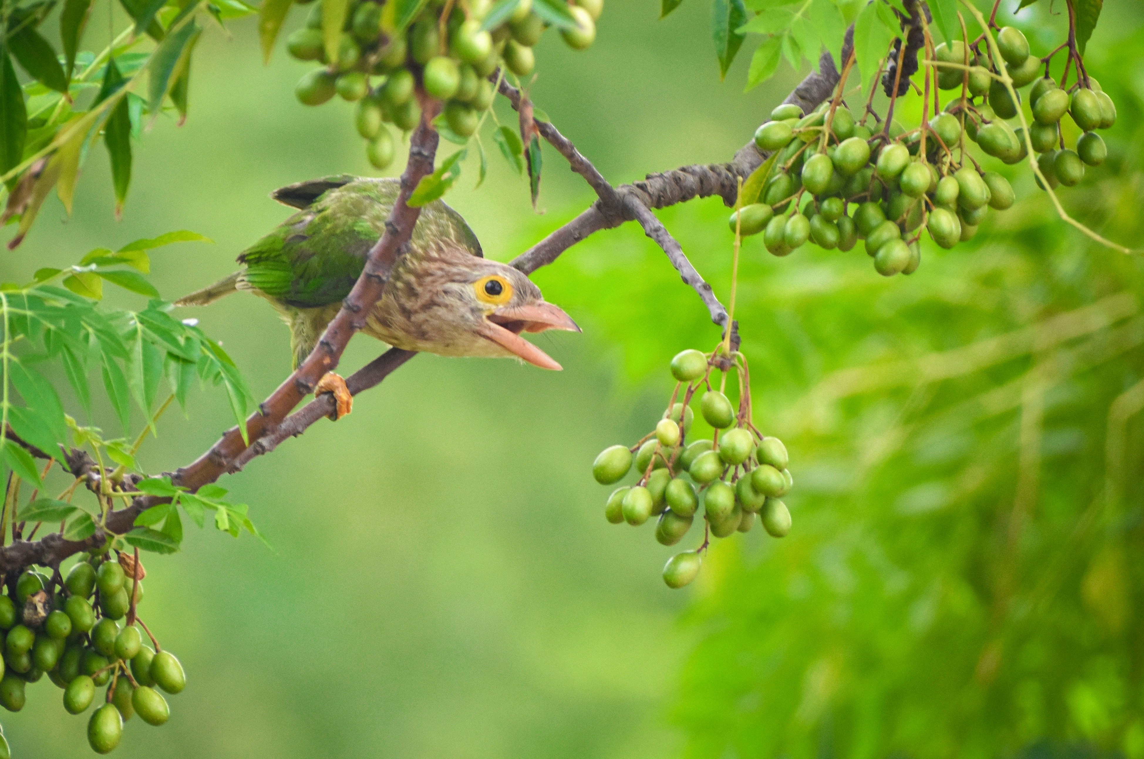 Open-Beak Warbler on a Berry-Laden Branch