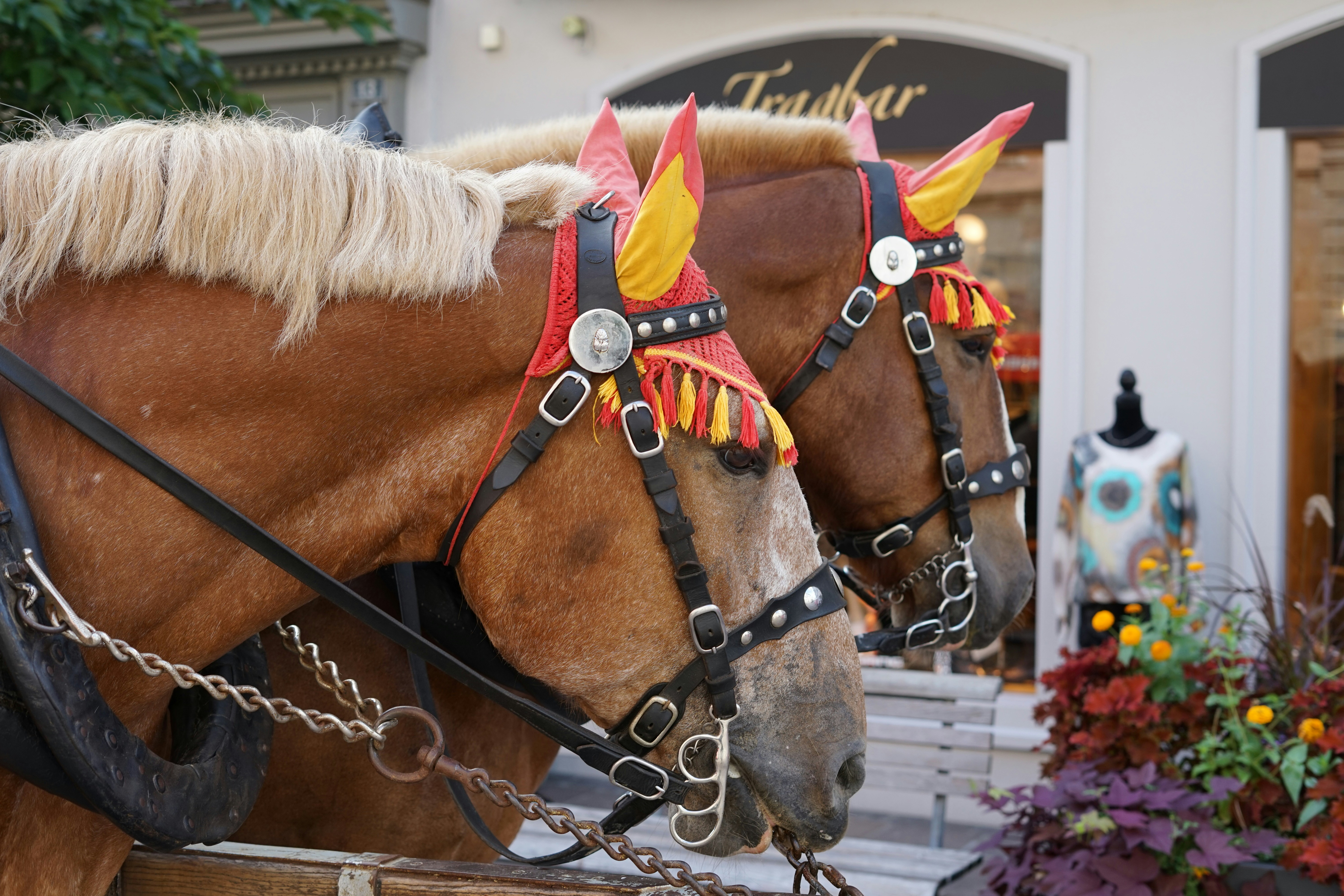 brown horse with white horse saddle