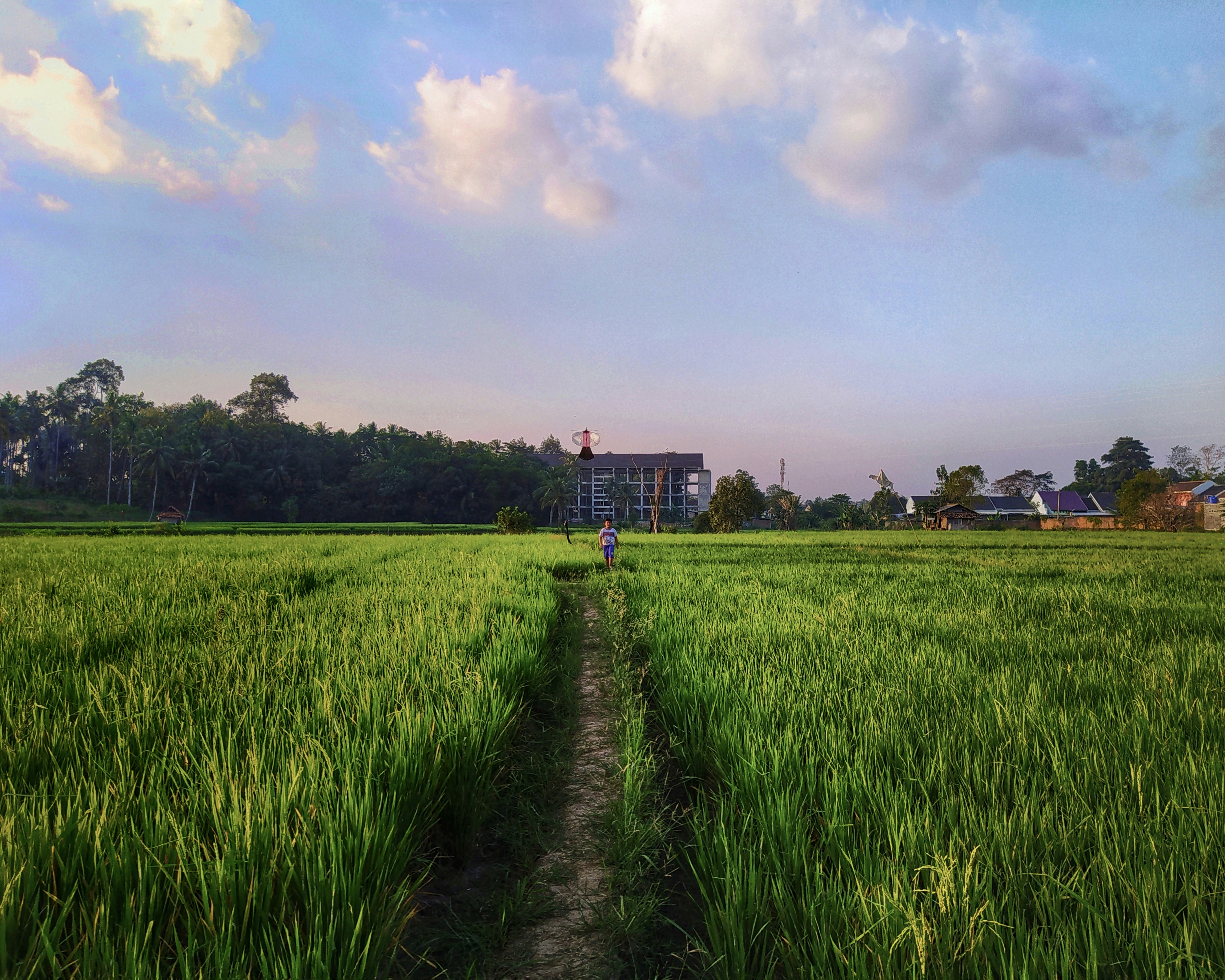 Path Through the Rice Field Toward a Distant Village
