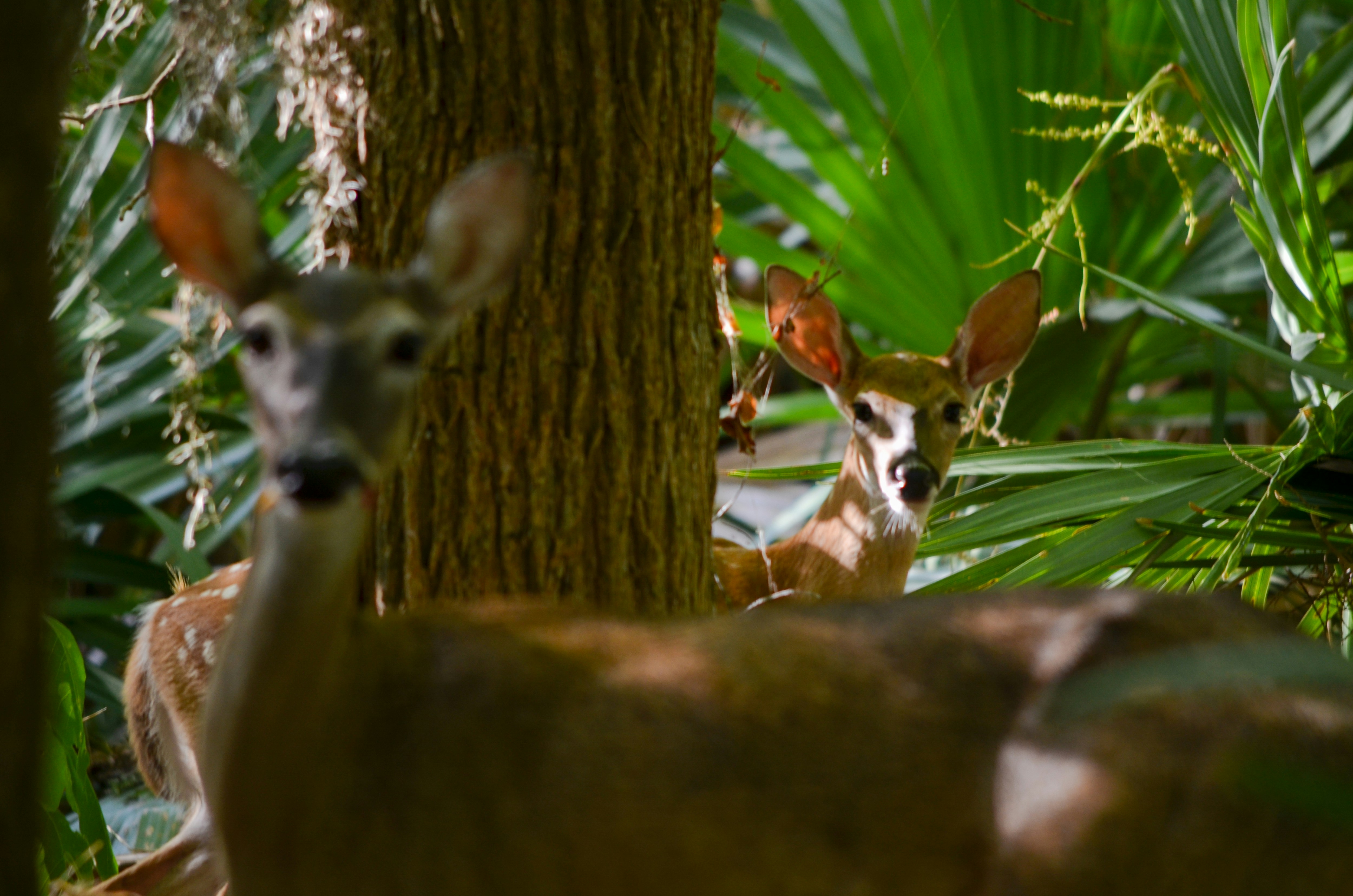 Two deer partially obscured by foliage, attentively watchful among lush greenery.