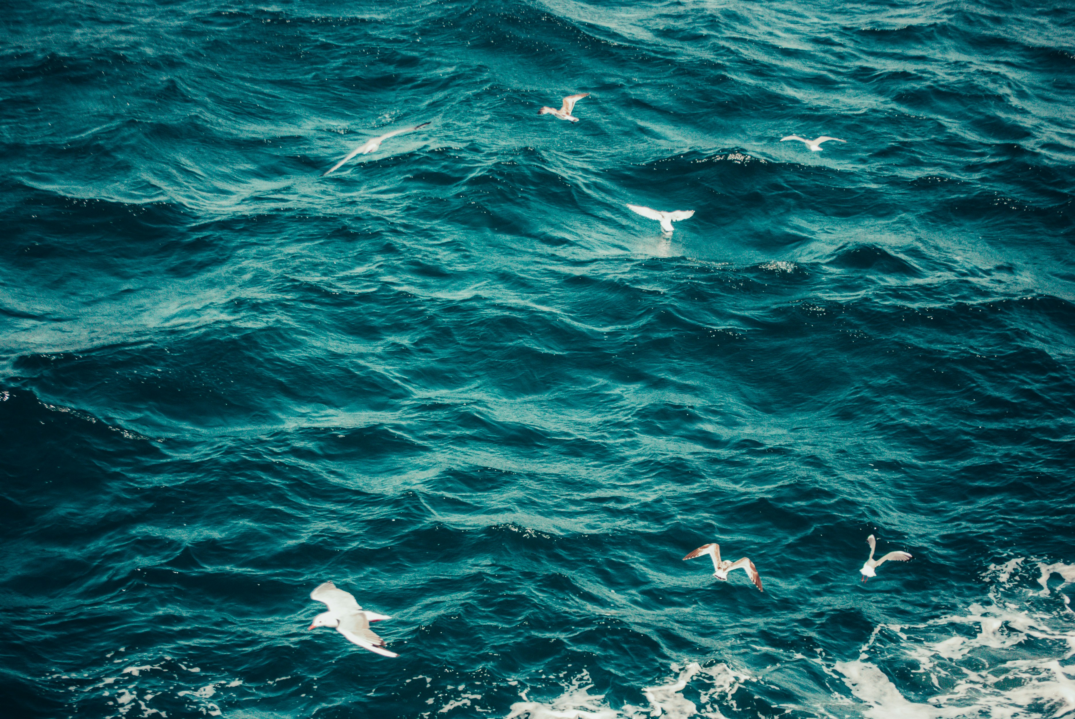 Seabirds glide gracefully above the deep blue ocean, their reflections shimmering on the water's surface.