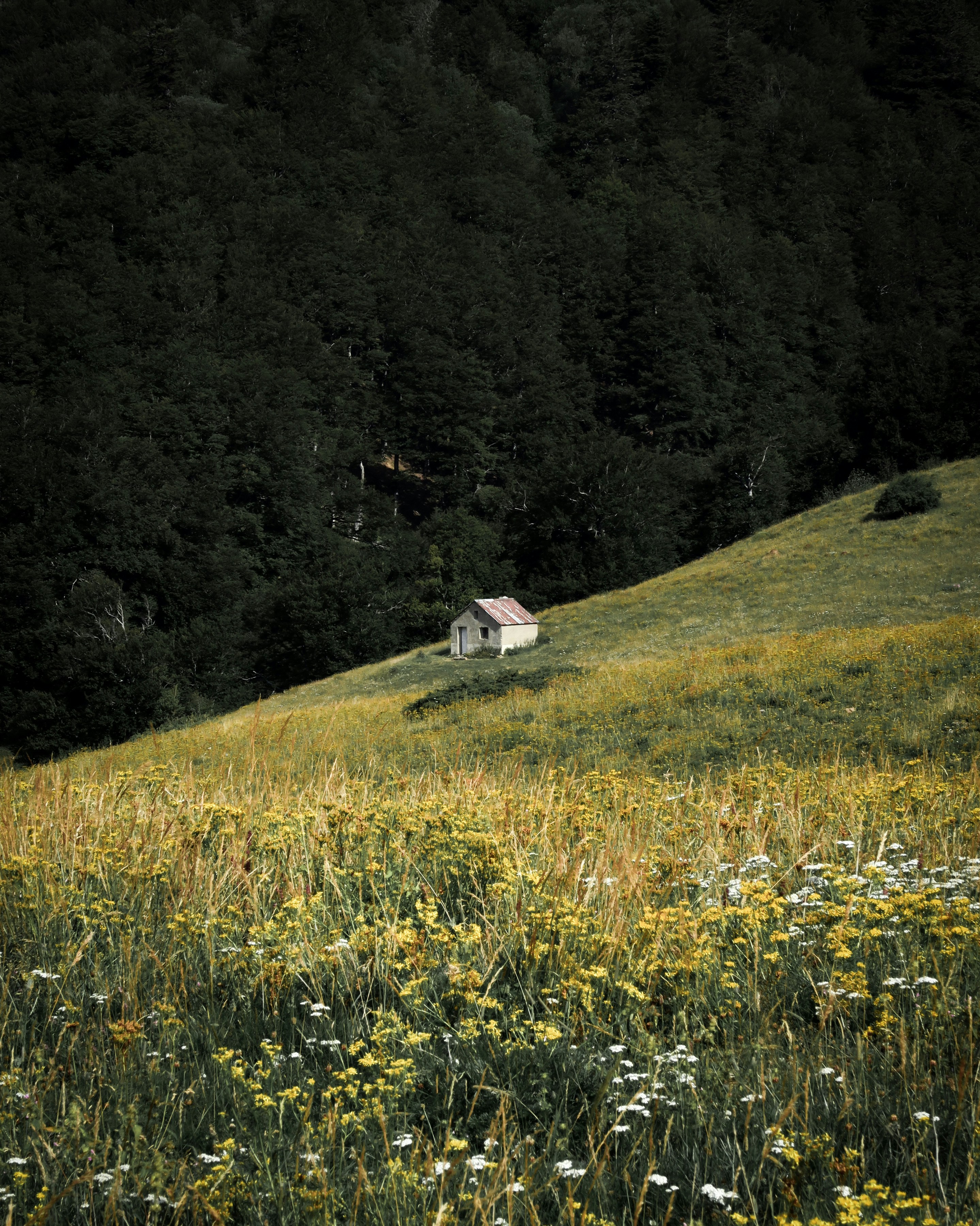 A quaint, weathered cabin nestled in a vibrant meadow, surrounded by wildflowers and dense forest. The scene captures the tranquility of rural life.