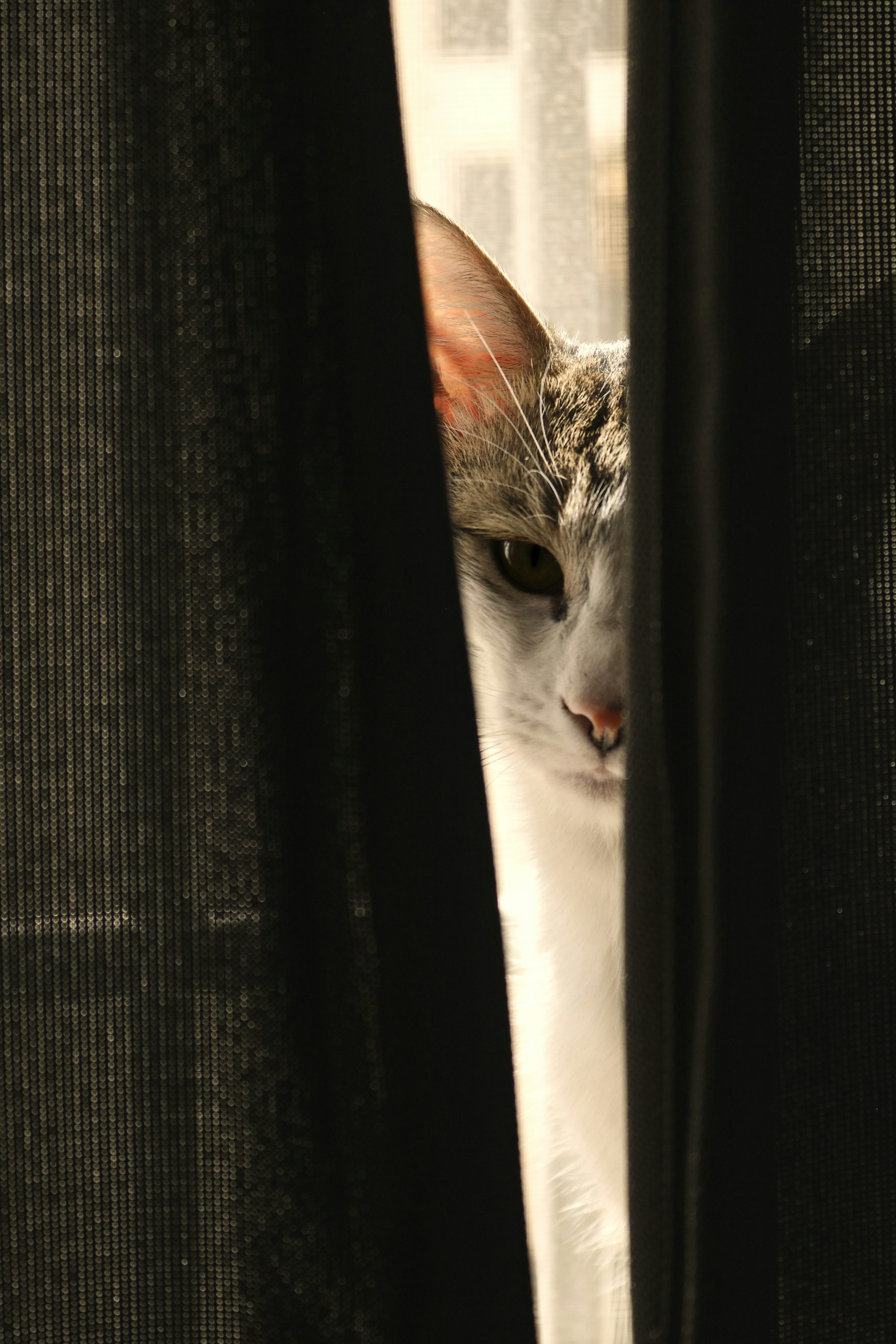 I love cats