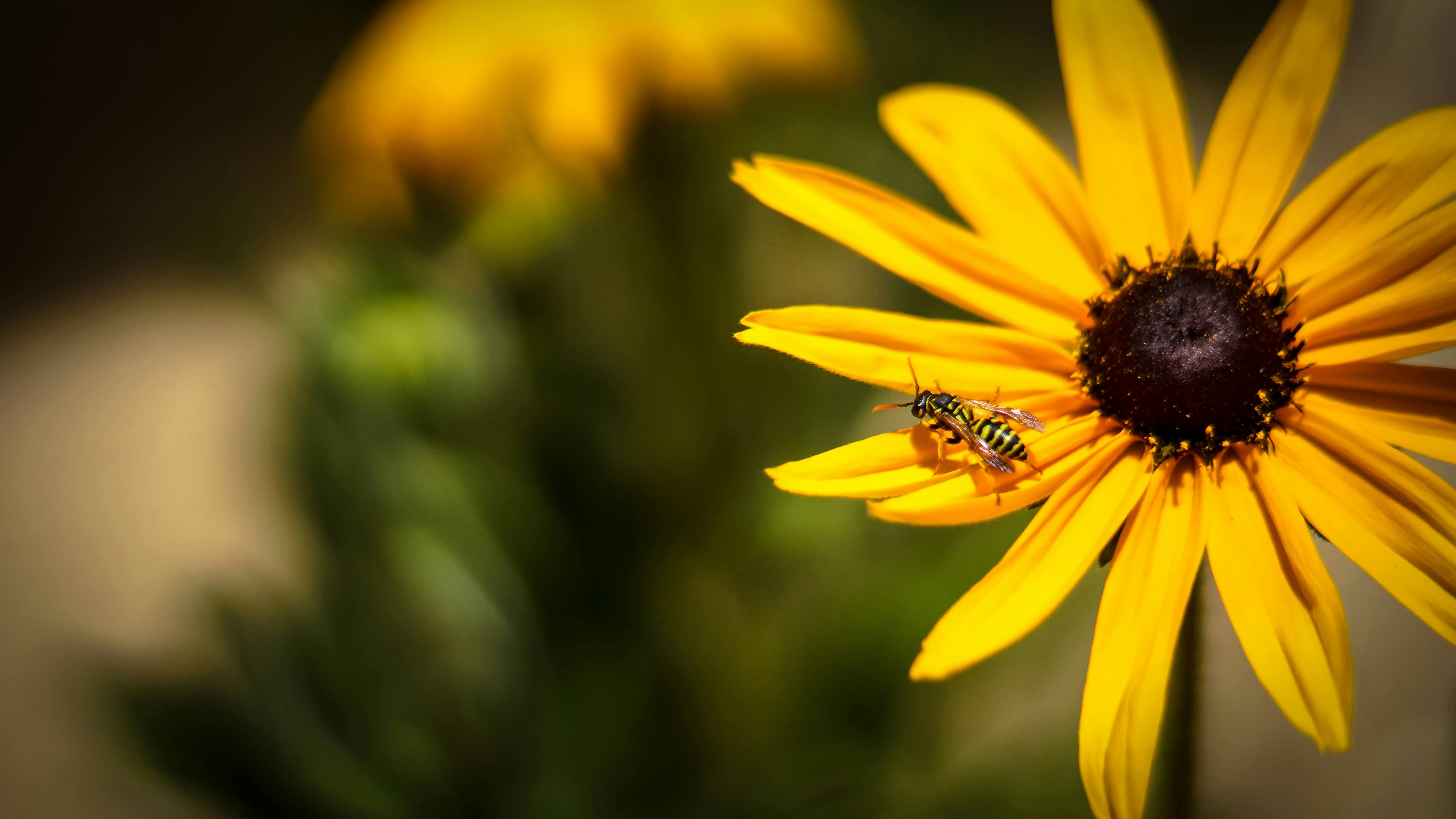 Feels Like Summer - 

Wasp sitting on sunflower