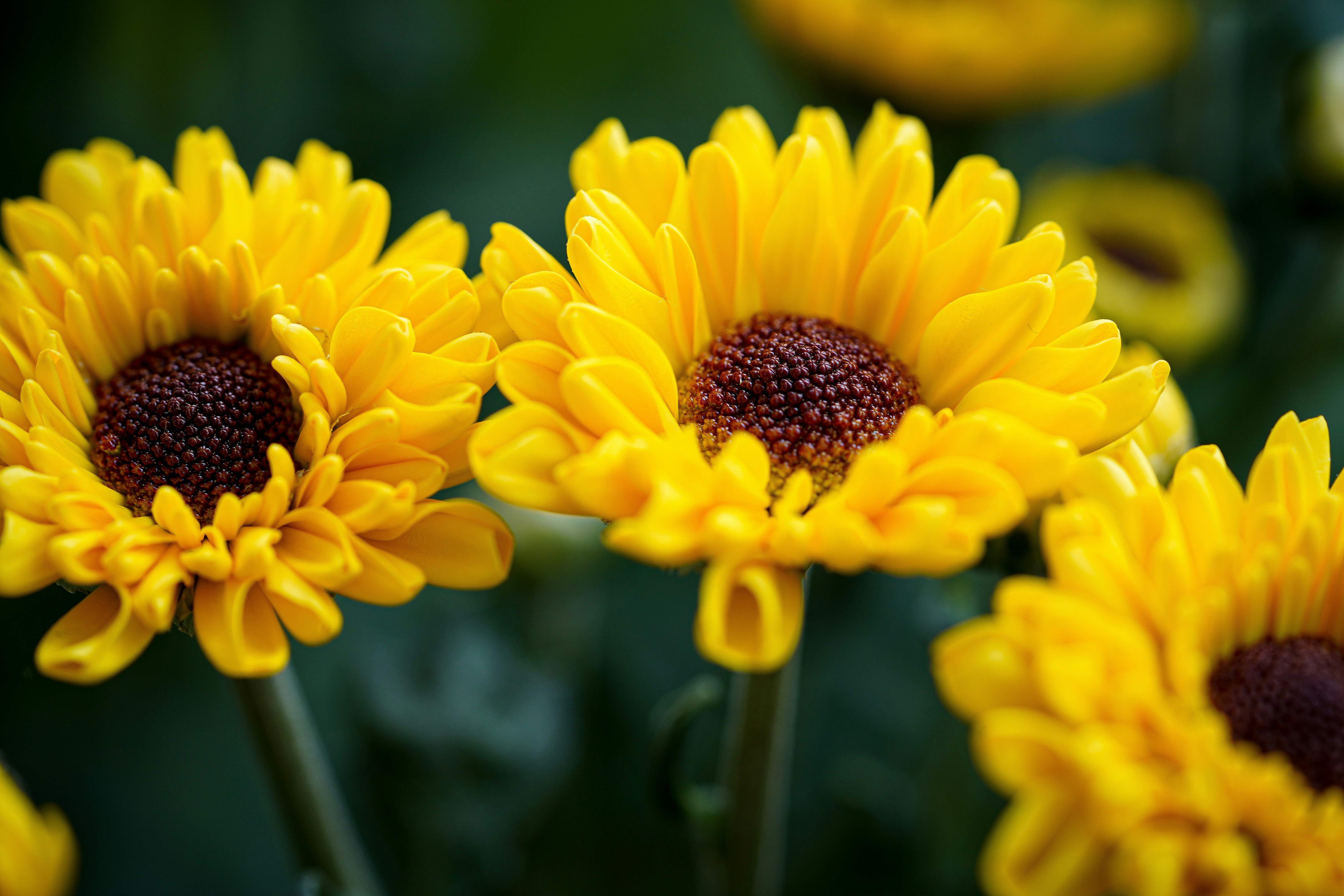 Flower Wallpapers For Computer Background | Best Flower Site