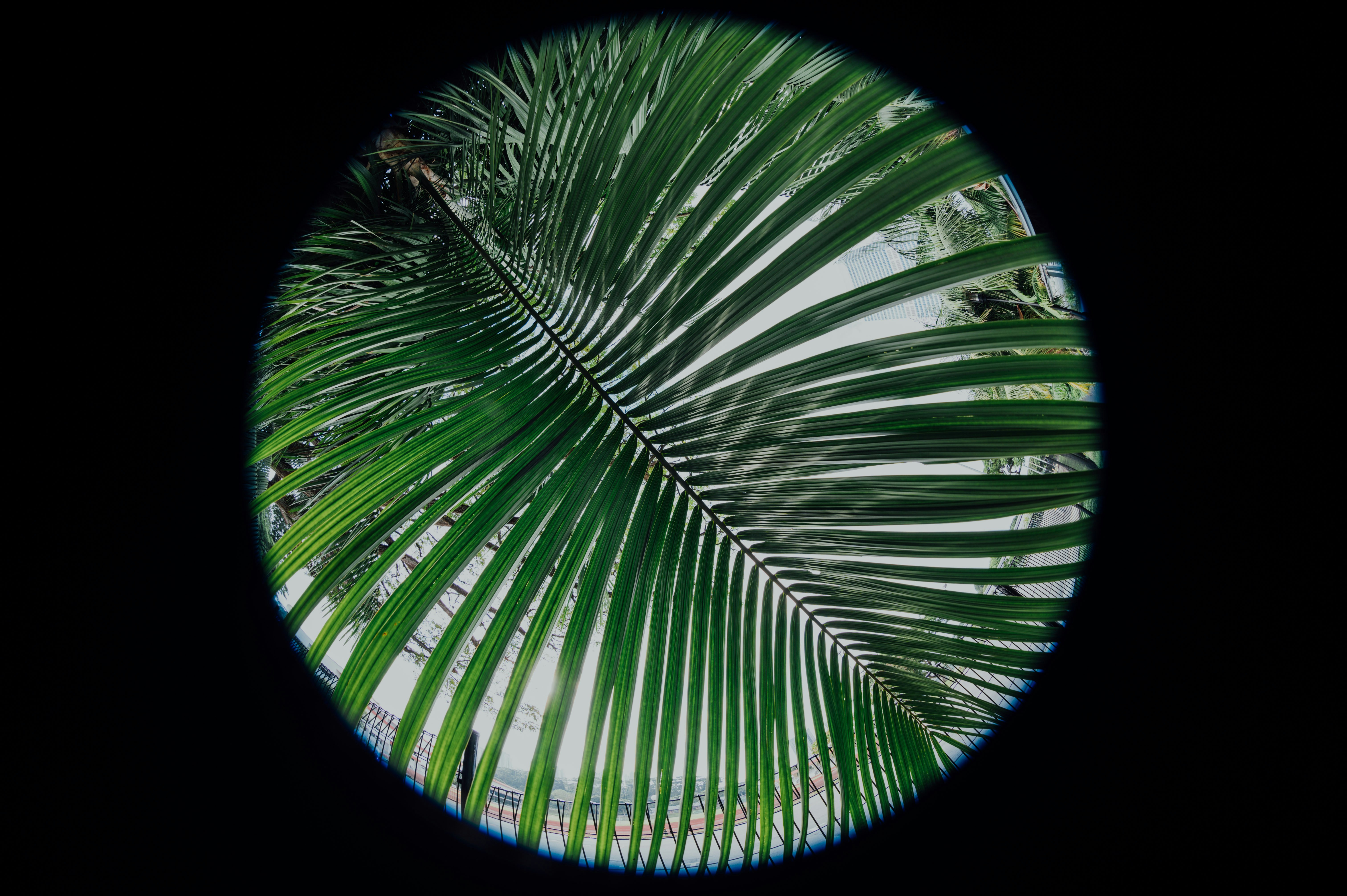 Circular Window to a Tropical Frond