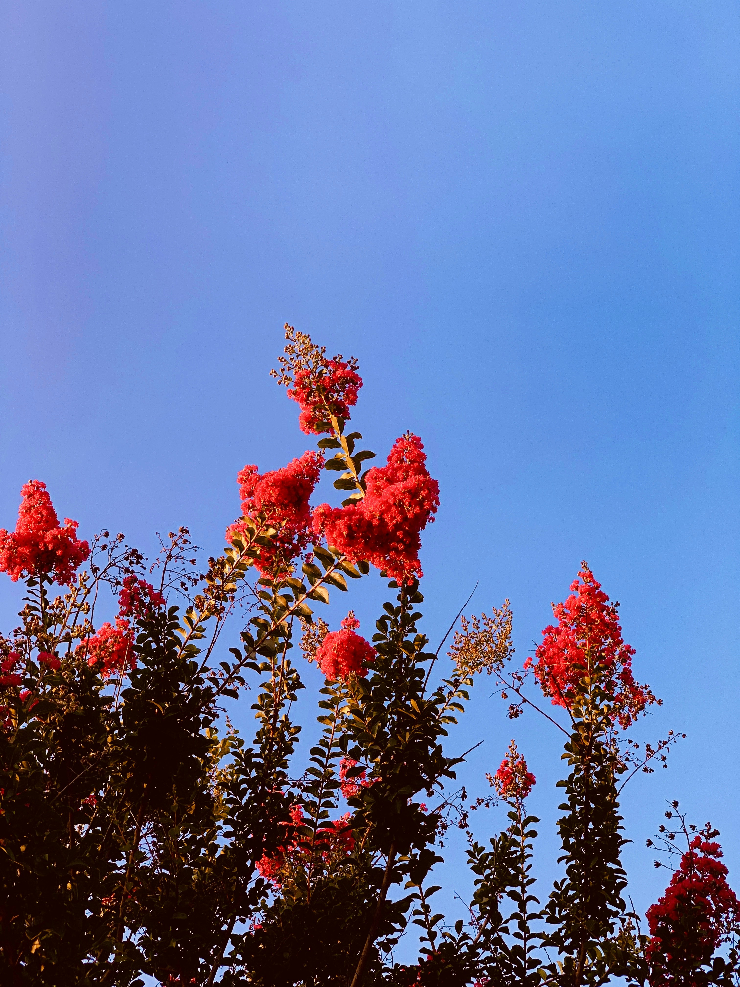 red and brown tree under blue sky
